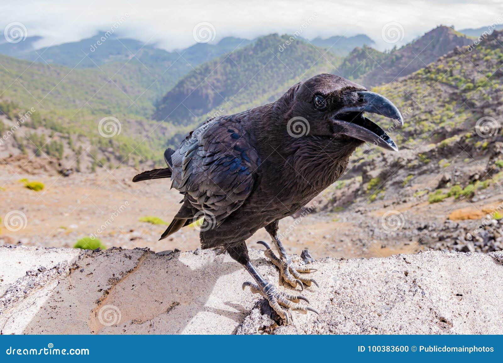 Fauna, Bird, Beak, Crow Picture. Image: 100383600