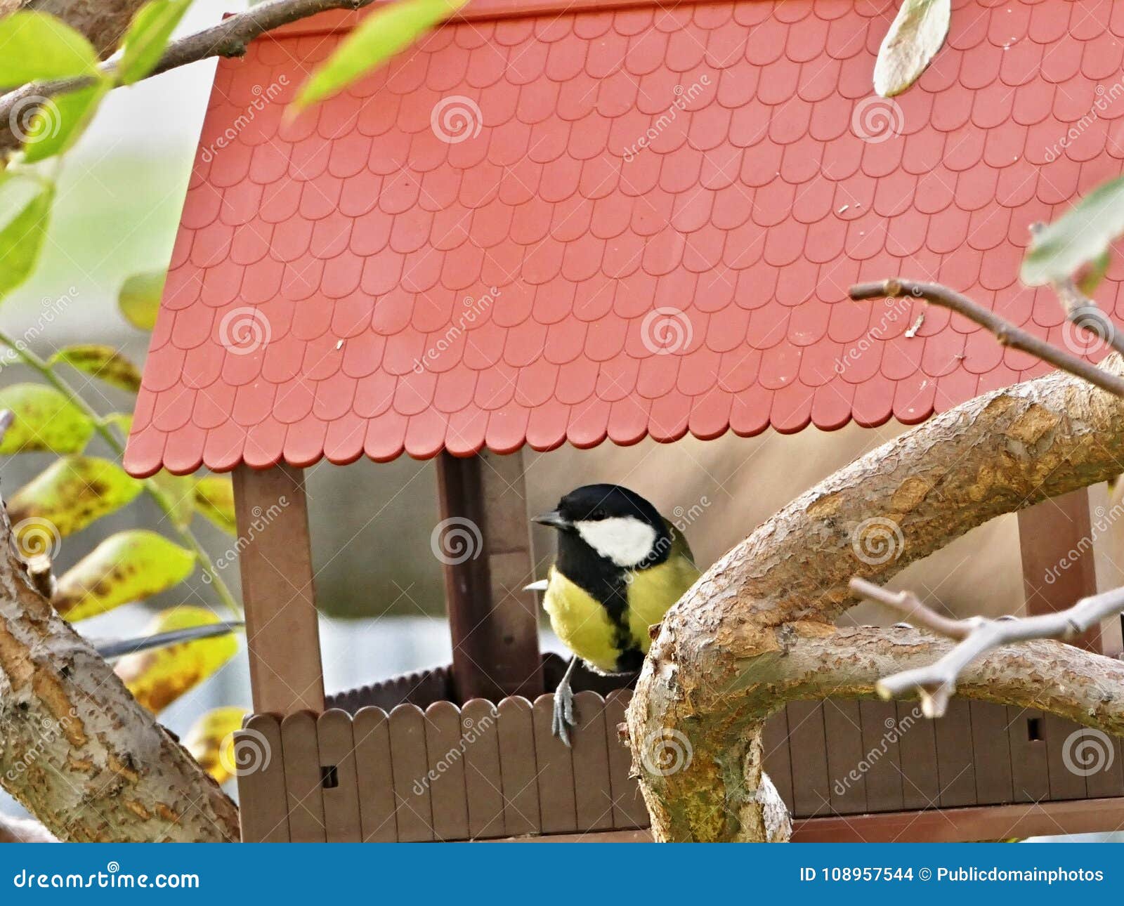 Fauna, Bird, Beak, Bird Food Picture. Image: 108957544