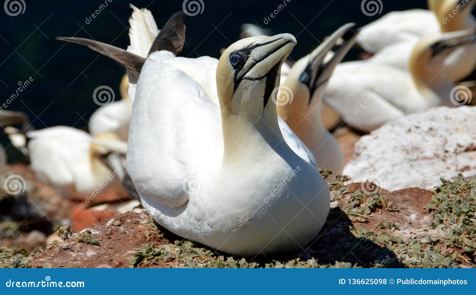 Fauna, Bird, Water Bird, Beak Picture. Image: 136625098