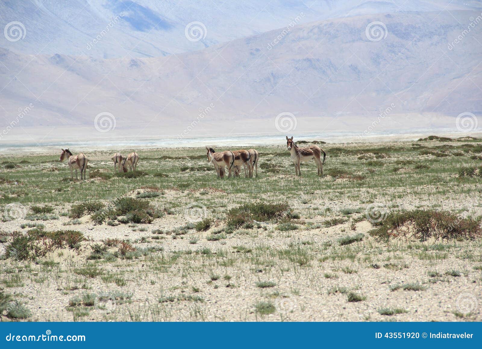 Fauna de Ladakh foto de archivo. Imagen de senderismo - 43551920