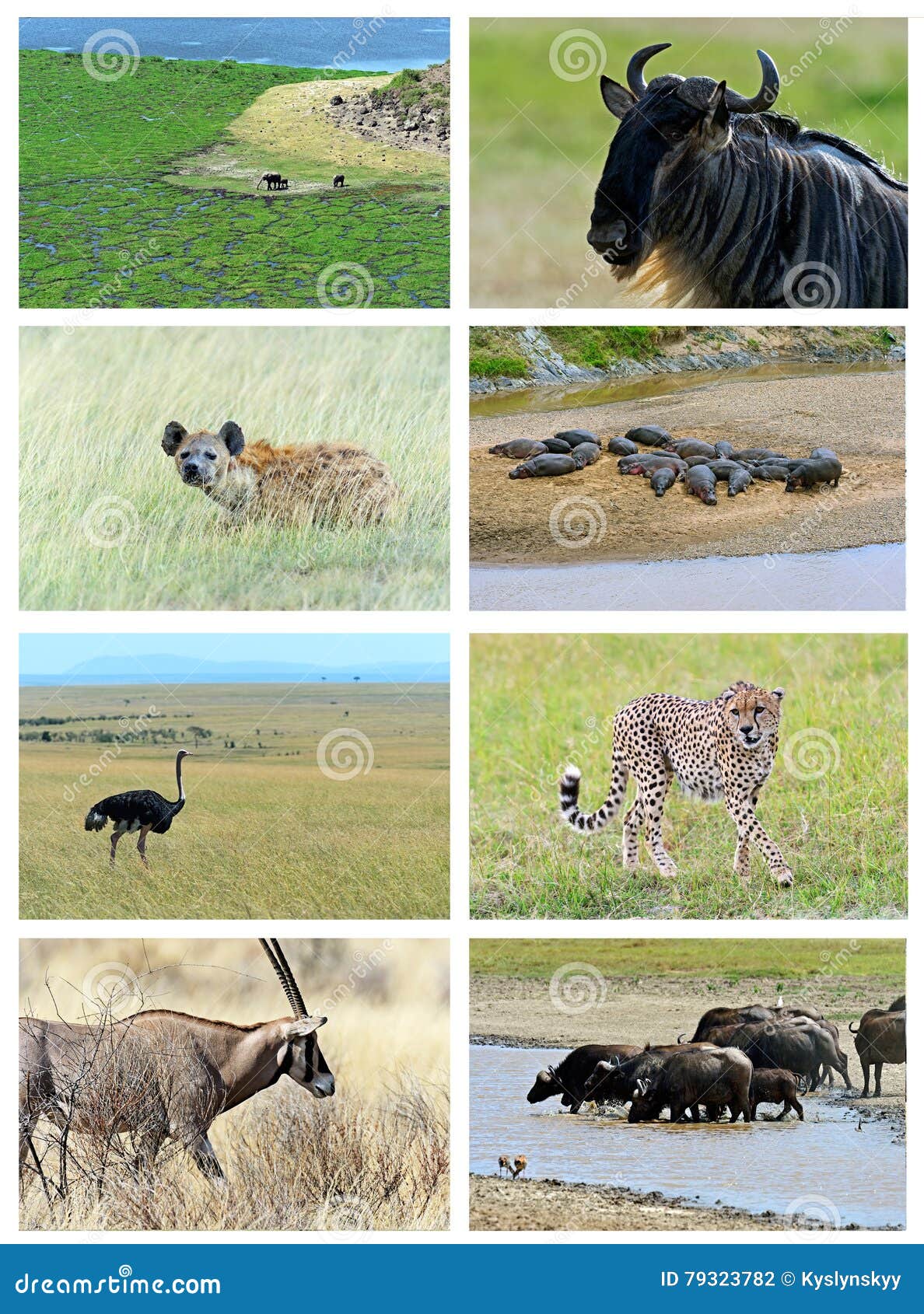 Fauna del collage de Kenia foto de archivo. Imagen de animales - 79323782