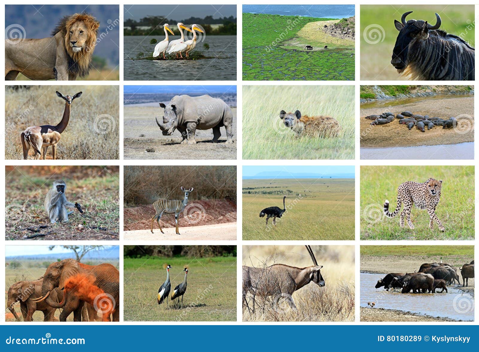 Fauna del collage de Kenia imagen de archivo. Imagen de cebra - 80180289