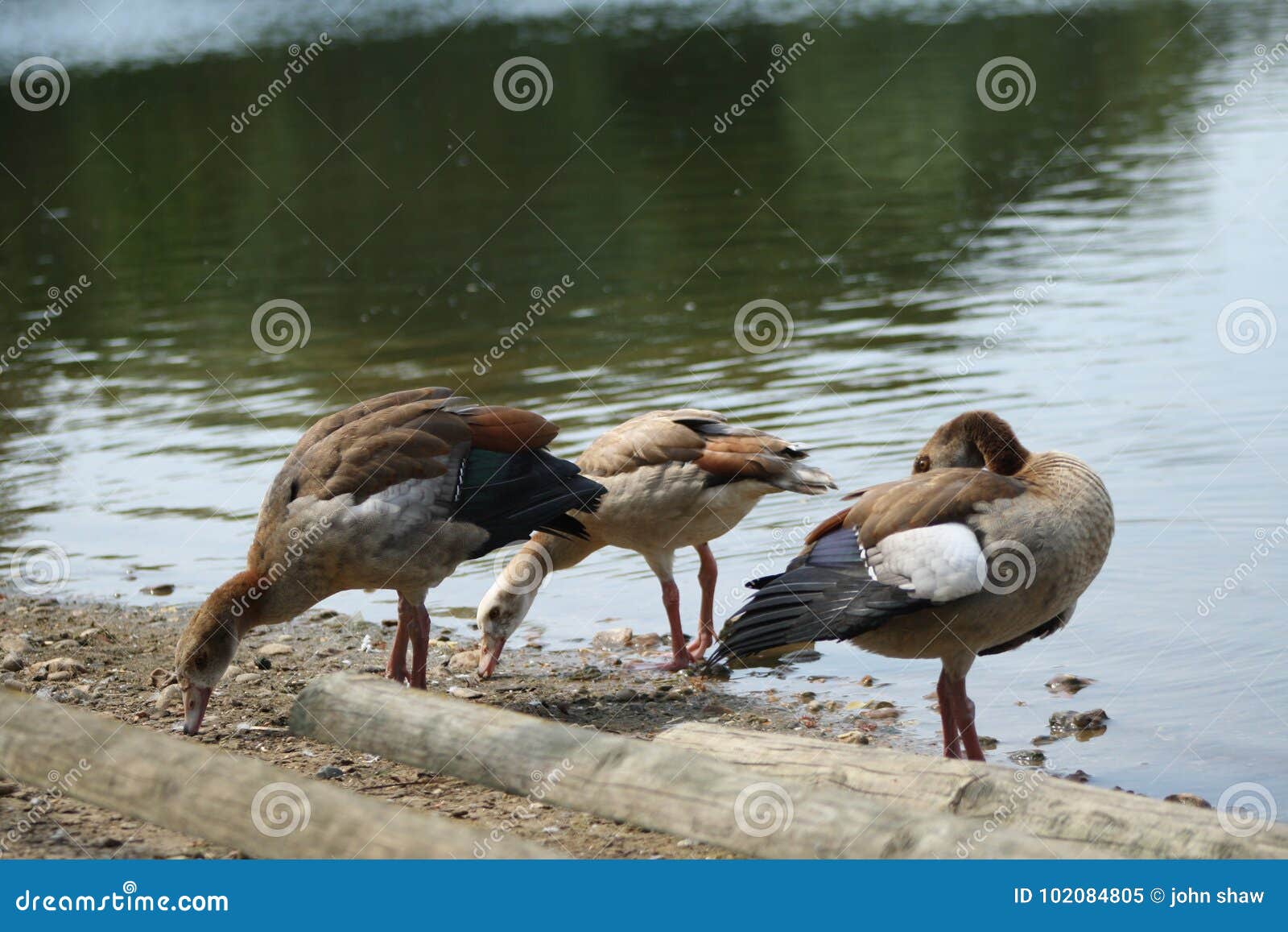 Fauna del lago imagen de archivo. Imagen de pico, lago - 102084805