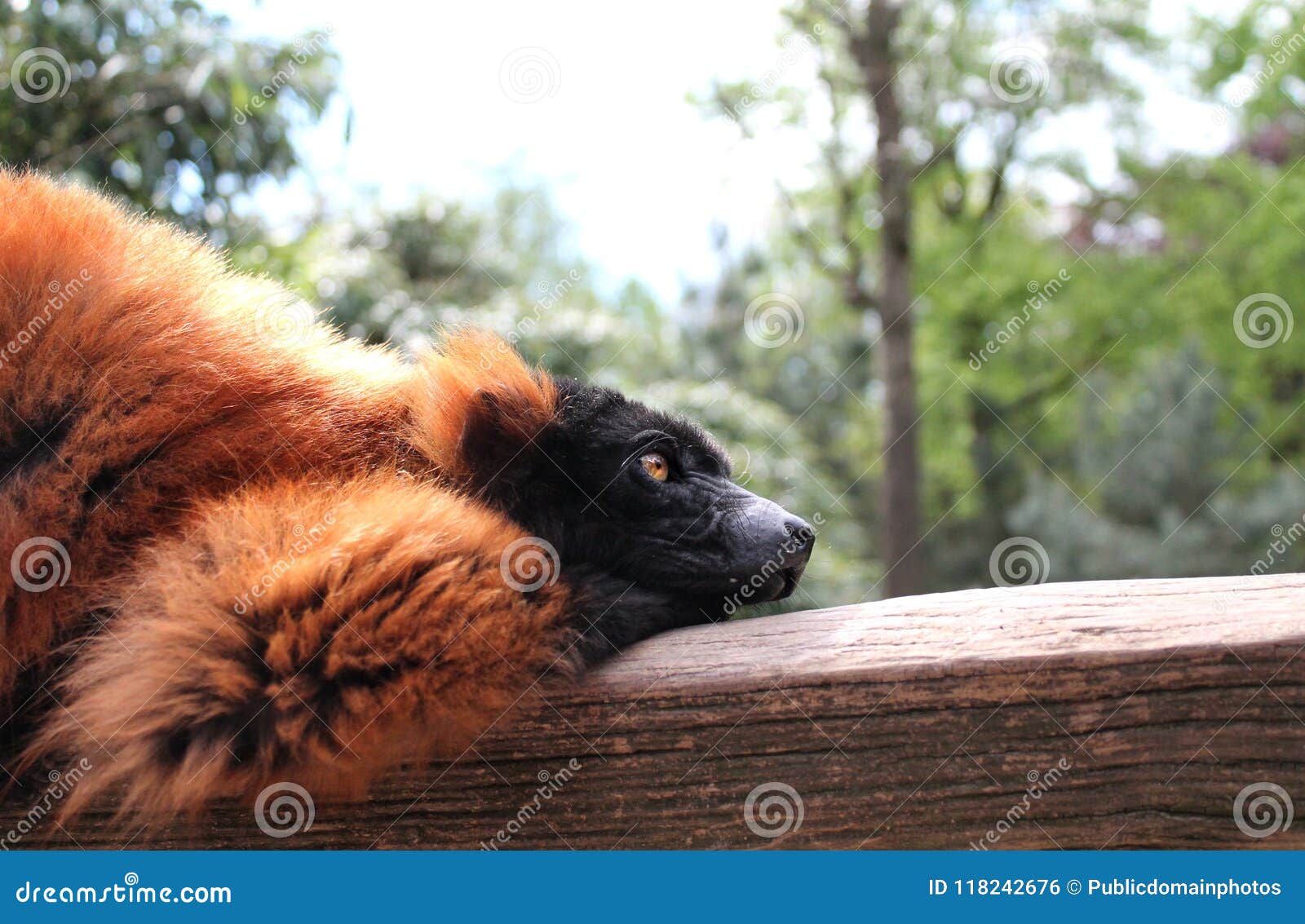 Fauna, Dog Breed Group, Wildlife, Snout Picture. Image: 118242676