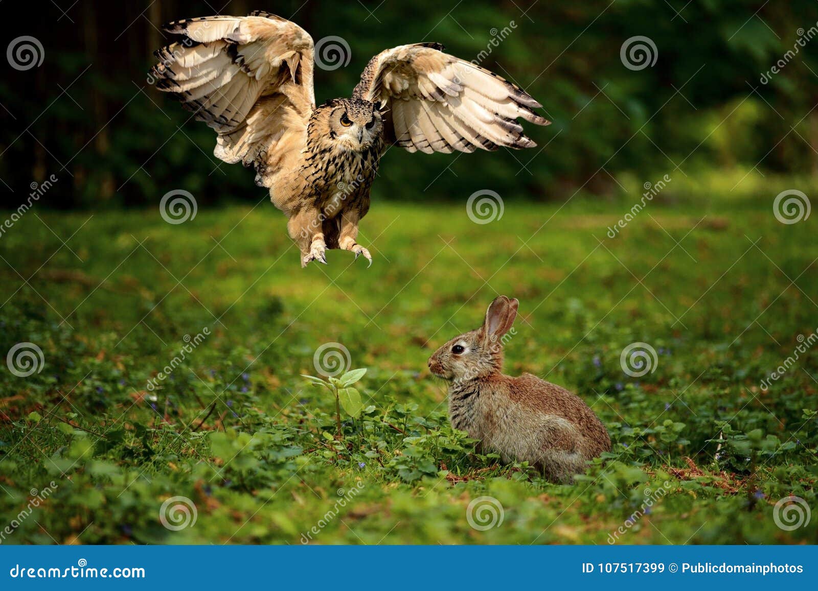 Fauna, Ecosystem, Wildlife, Grass Picture. Image: 107517399