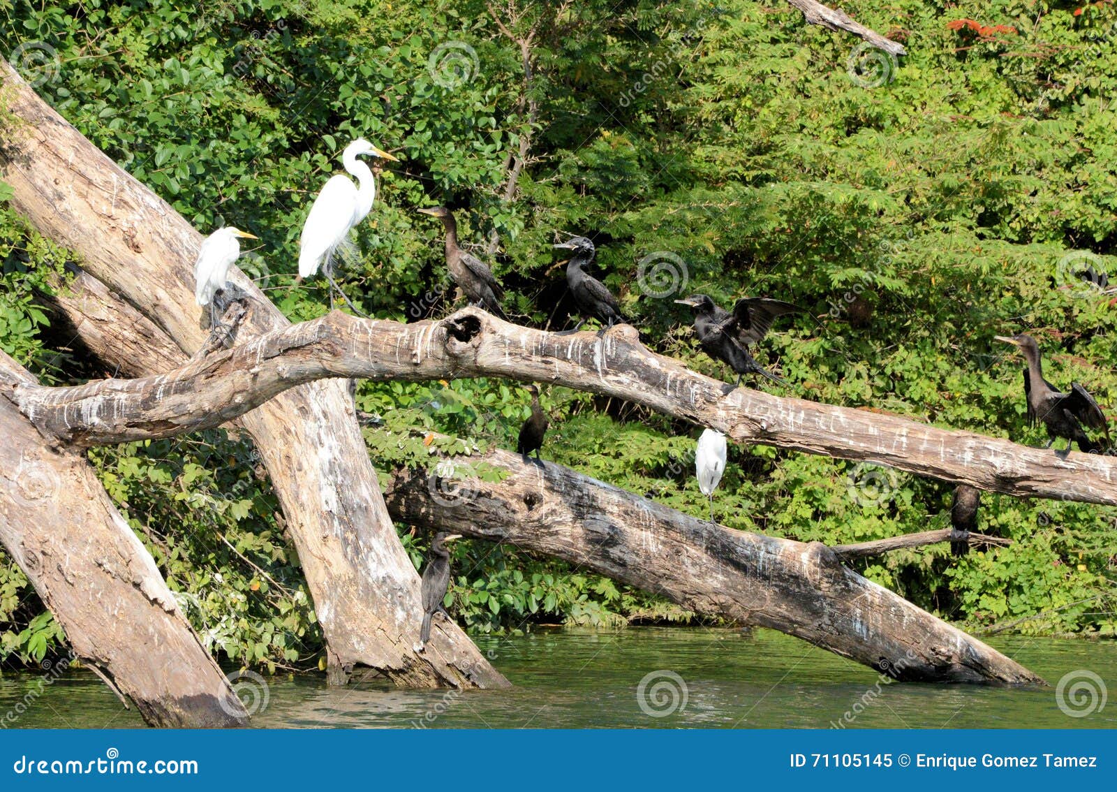 Fauna en Chiapas México imagen de archivo. Imagen de blanco - 71105145