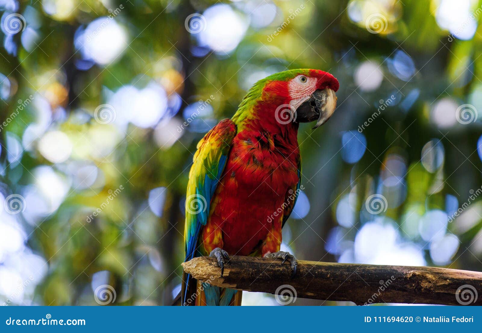 Fauna en Costa Rica foto de archivo. Imagen de macao - 111694620