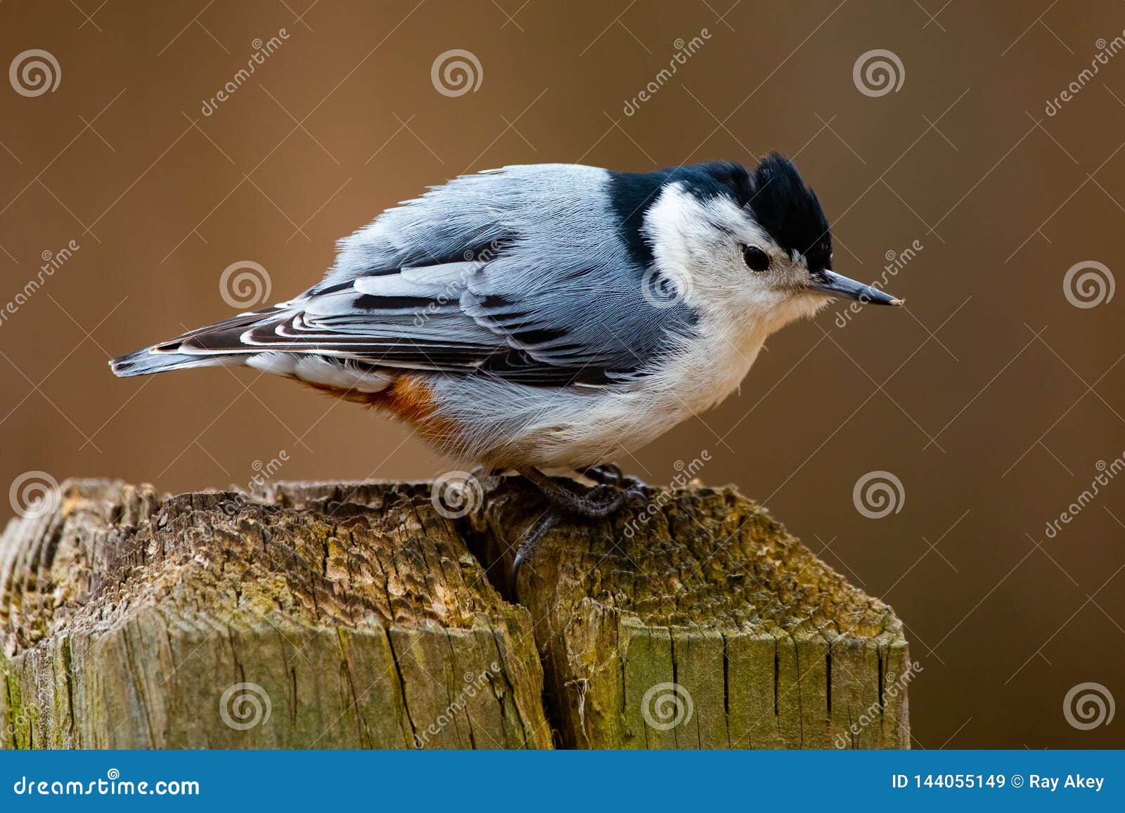 546 Acrobatic Birds Stock Photos - Free & Royalty-Free Stock Photos ...