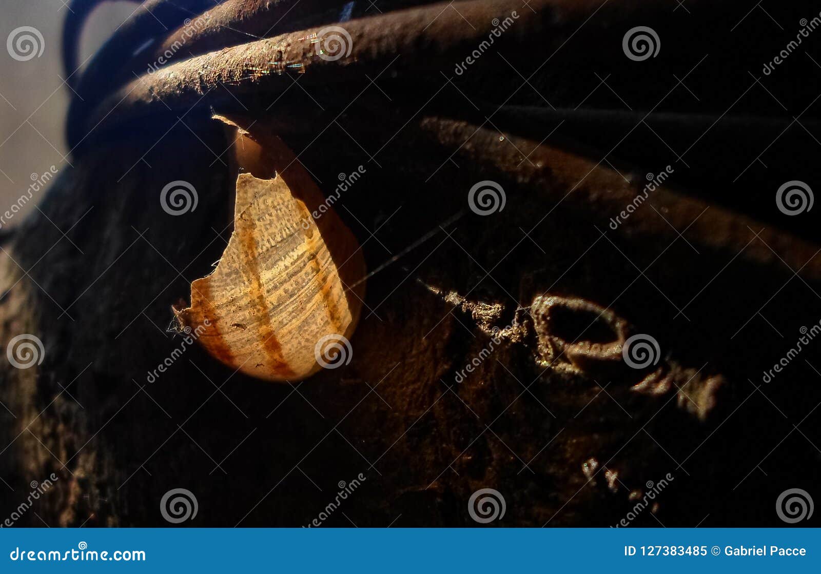 Broken Snail Shell with Light Passing through Stock Image - Image of ...