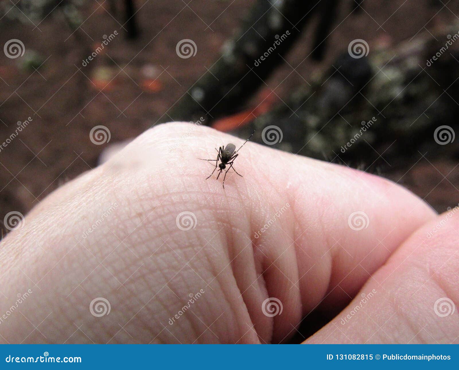 Fauna, Invertebrate, Insect, Finger Picture. Image: 131082815