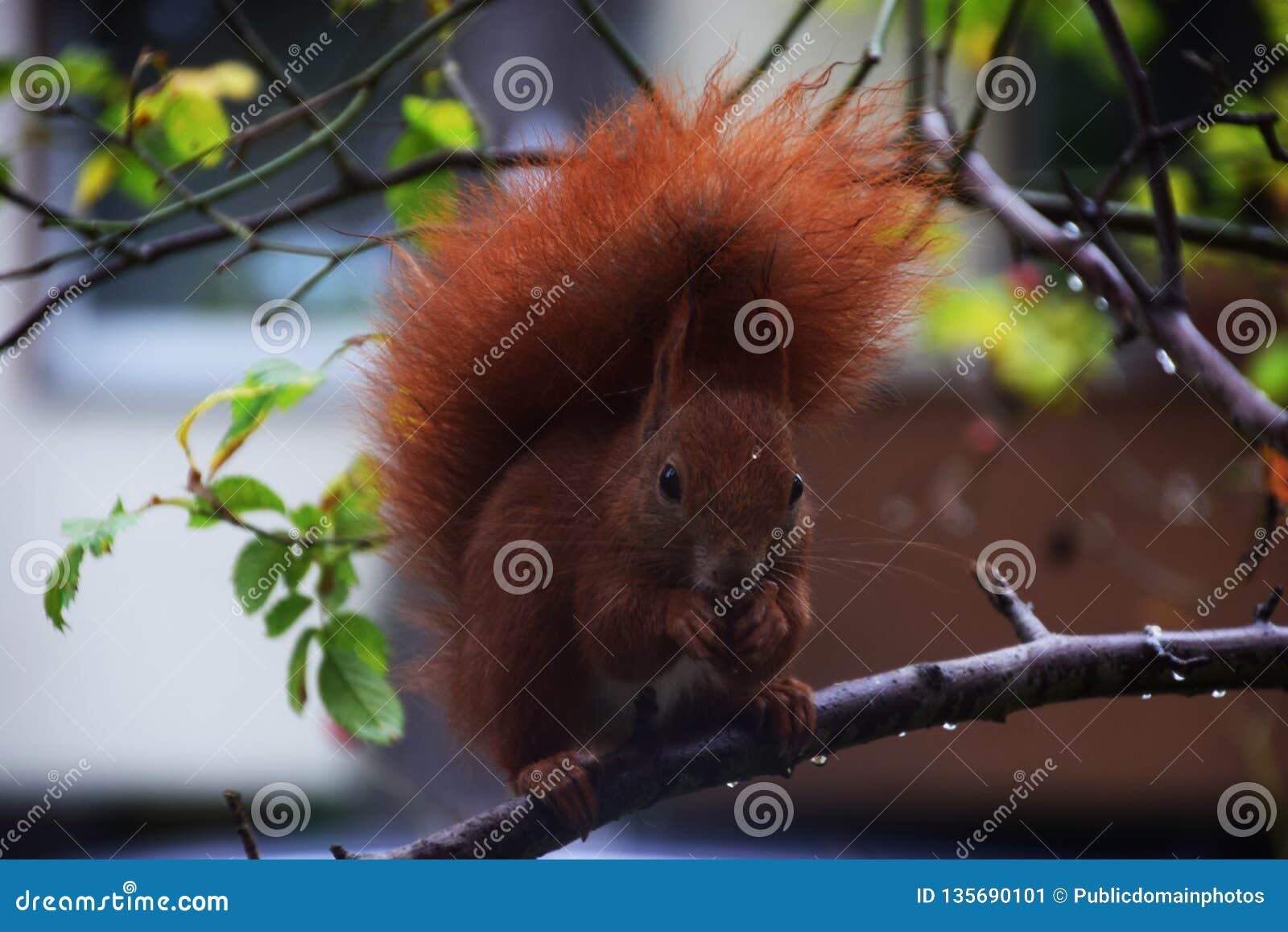 Fauna, Mammal, Squirrel, Branch Picture. Image: 135690101