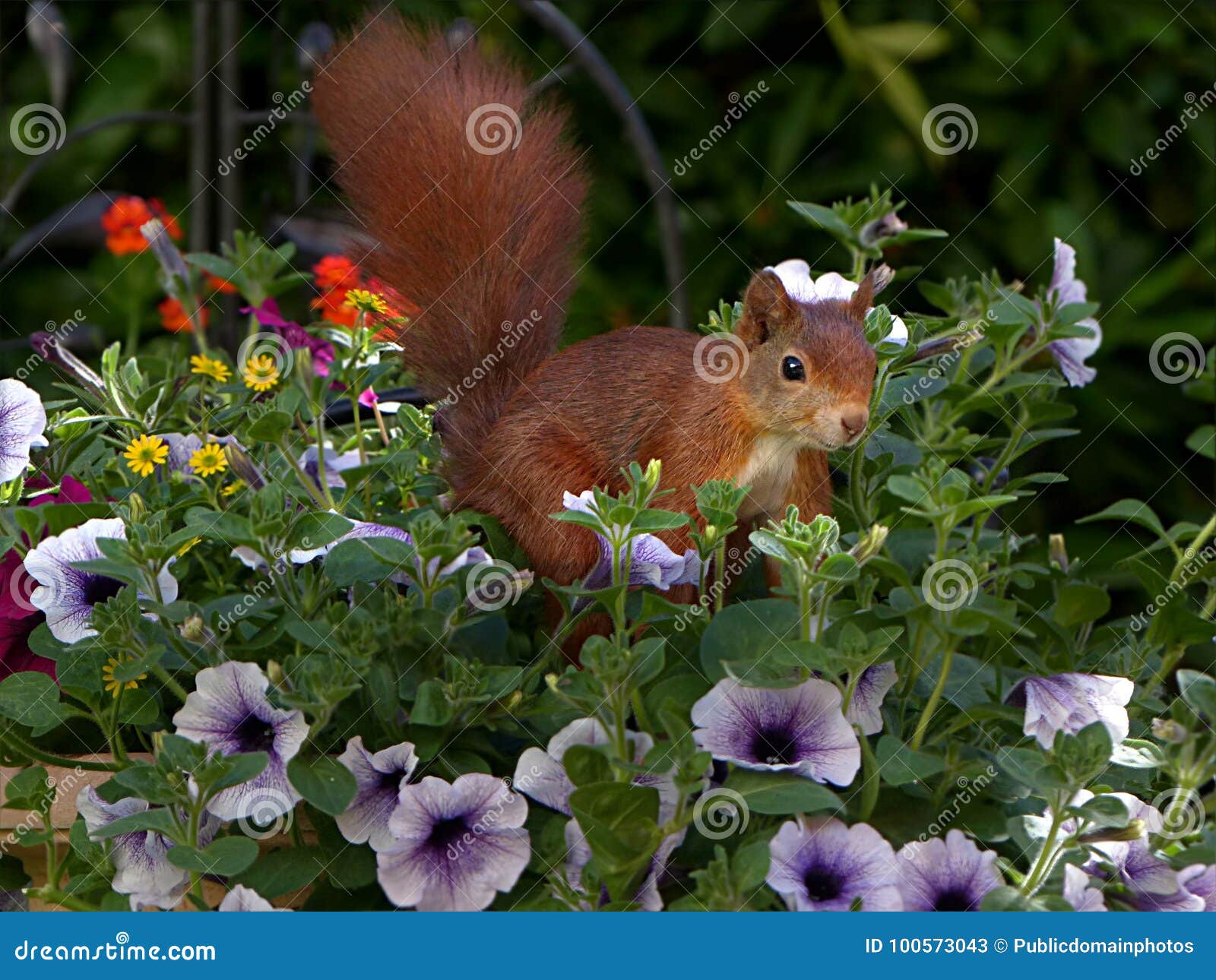 Fauna, Mammal, Squirrel, Flower Picture. Image: 100573043