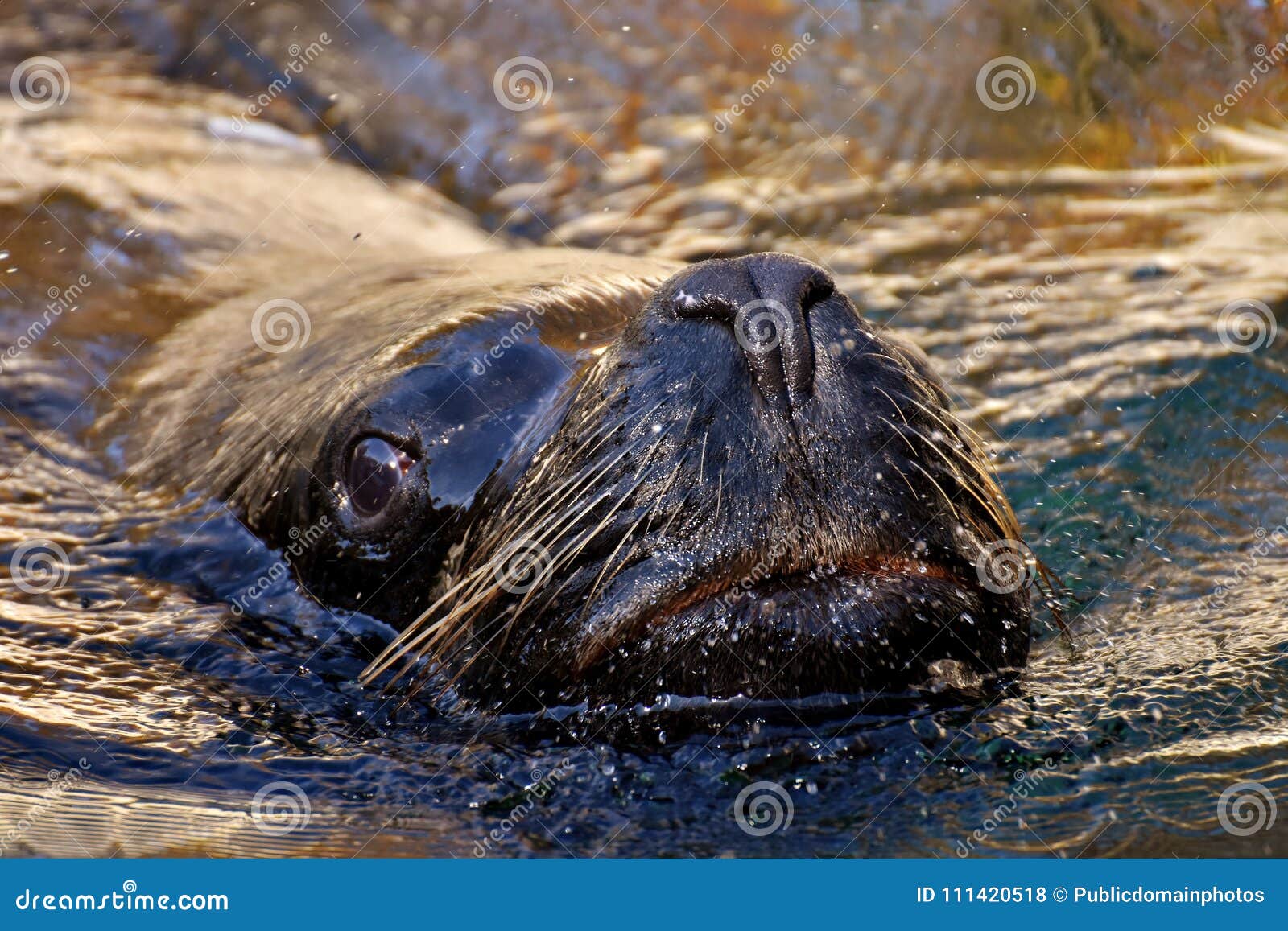 Fauna, Mammal, Wildlife, Water Picture. Image: 111420518