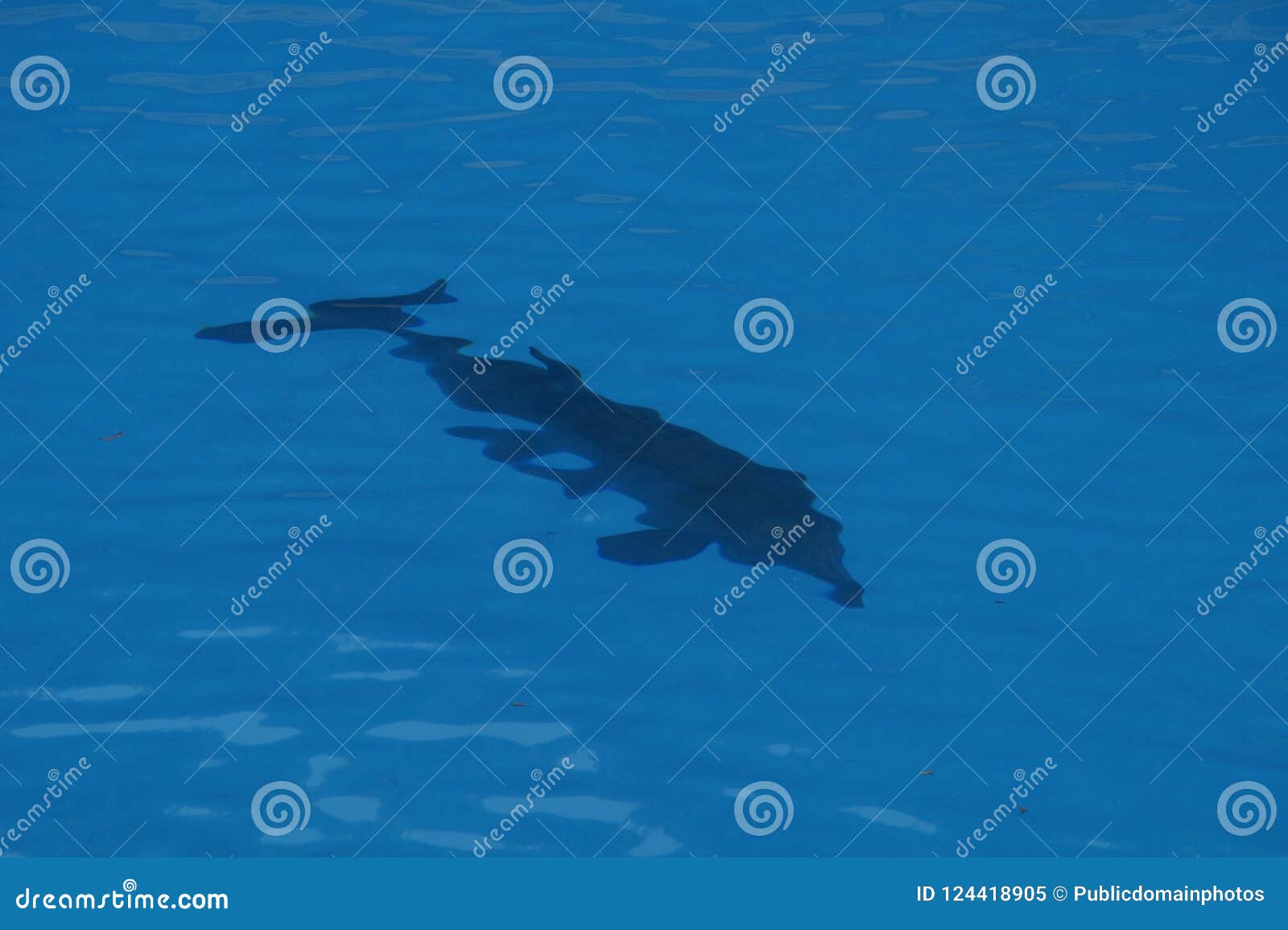 Fauna, Marine Mammal, Fin, Dolphin Picture. Image: 124418905
