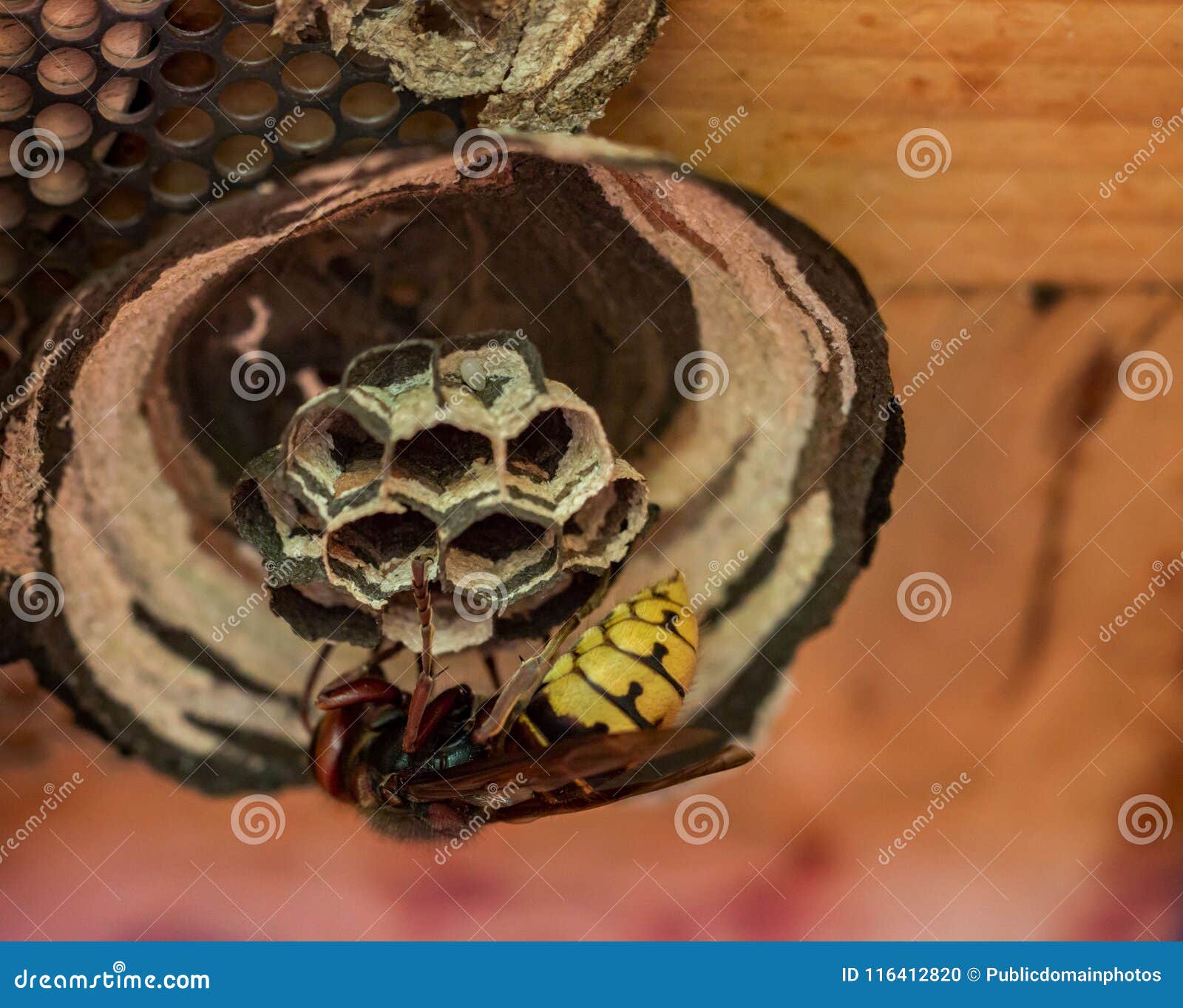 Fauna, Membrane Winged Insect, Wasp, Serpent Picture. Image: 116412820