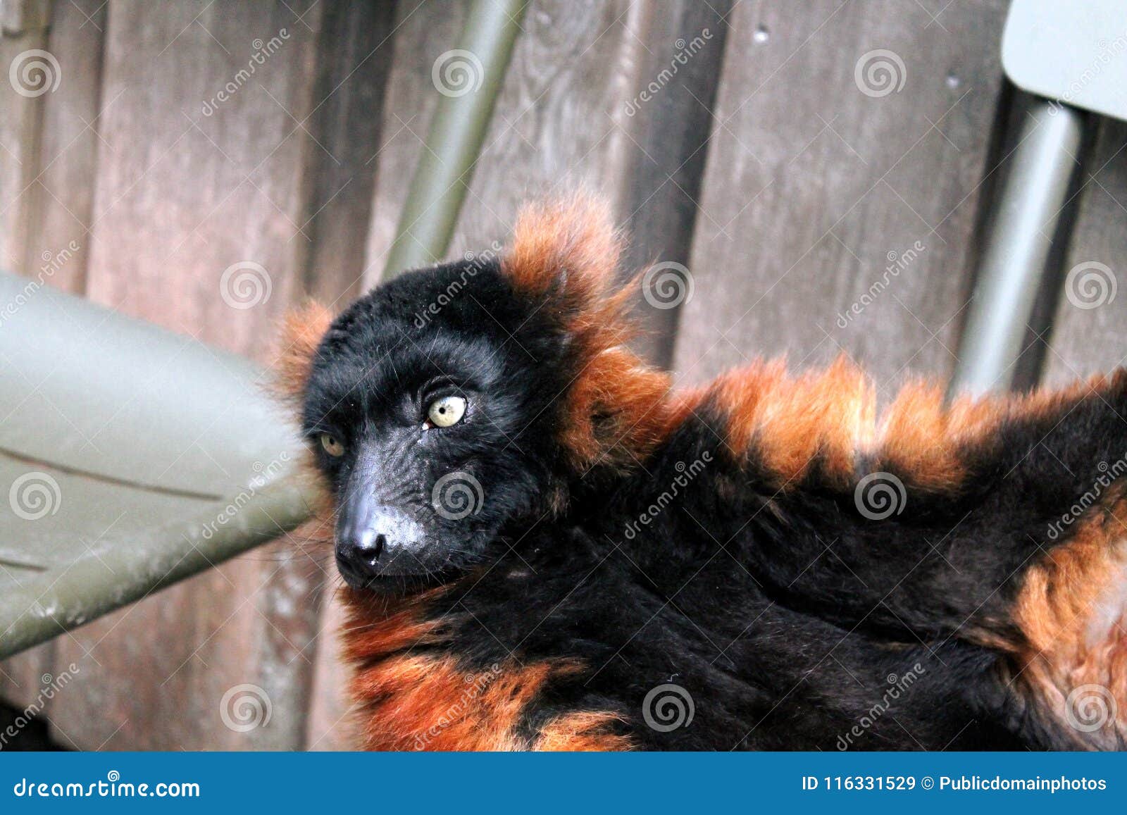 Fauna, Primate, Fur, Snout Picture. Image: 116331529