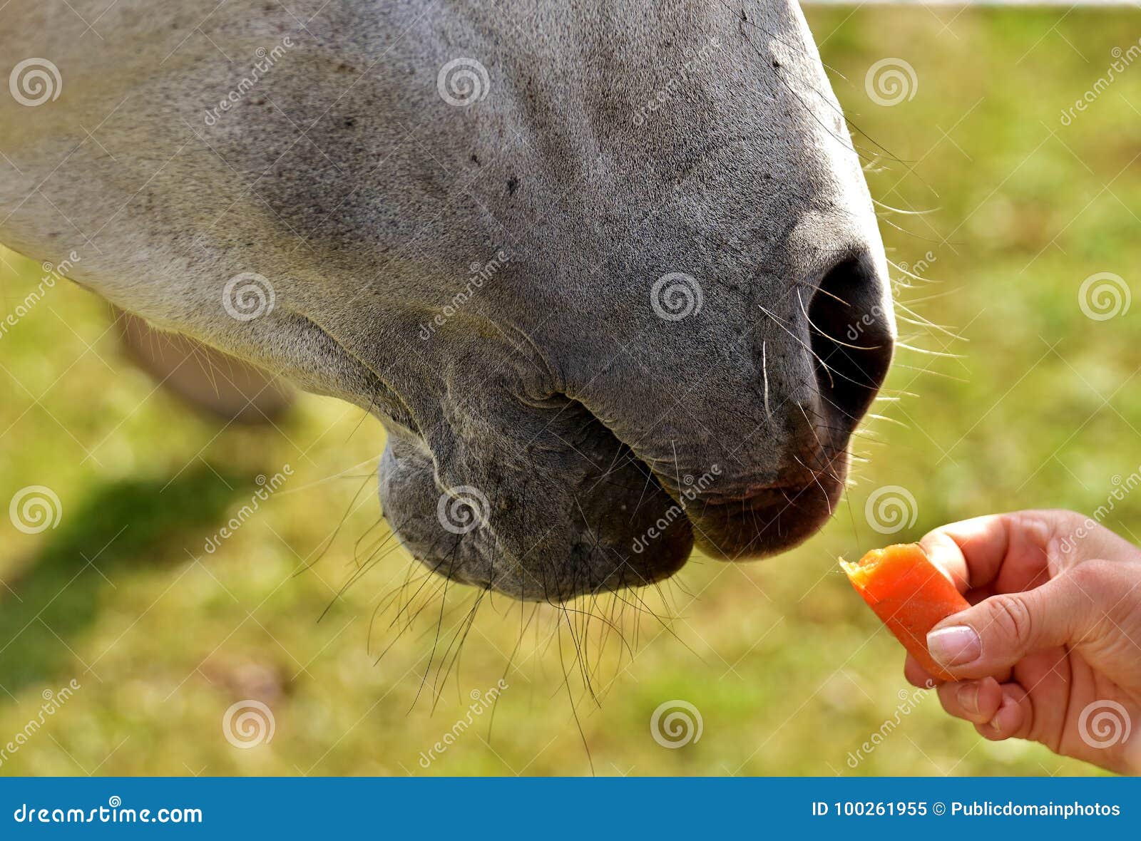 Fauna, Snout, Close Up, Terrestrial Animal Picture. Image: 100261955