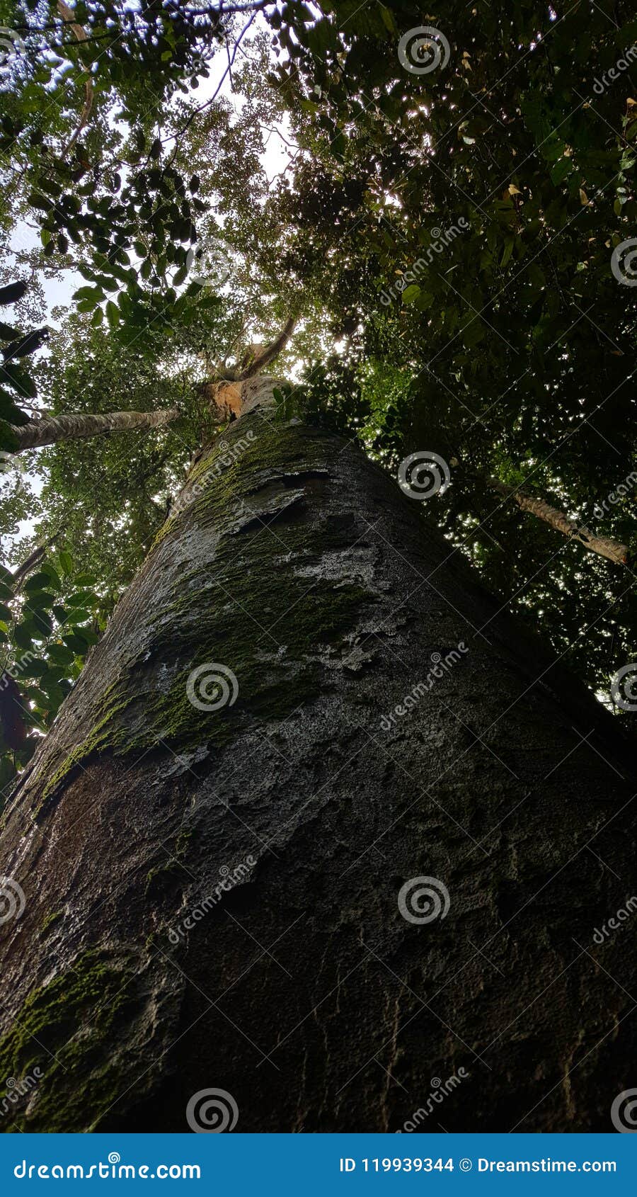Tree in Sinharaja forest stock photo. Image of srilanka - 119939344