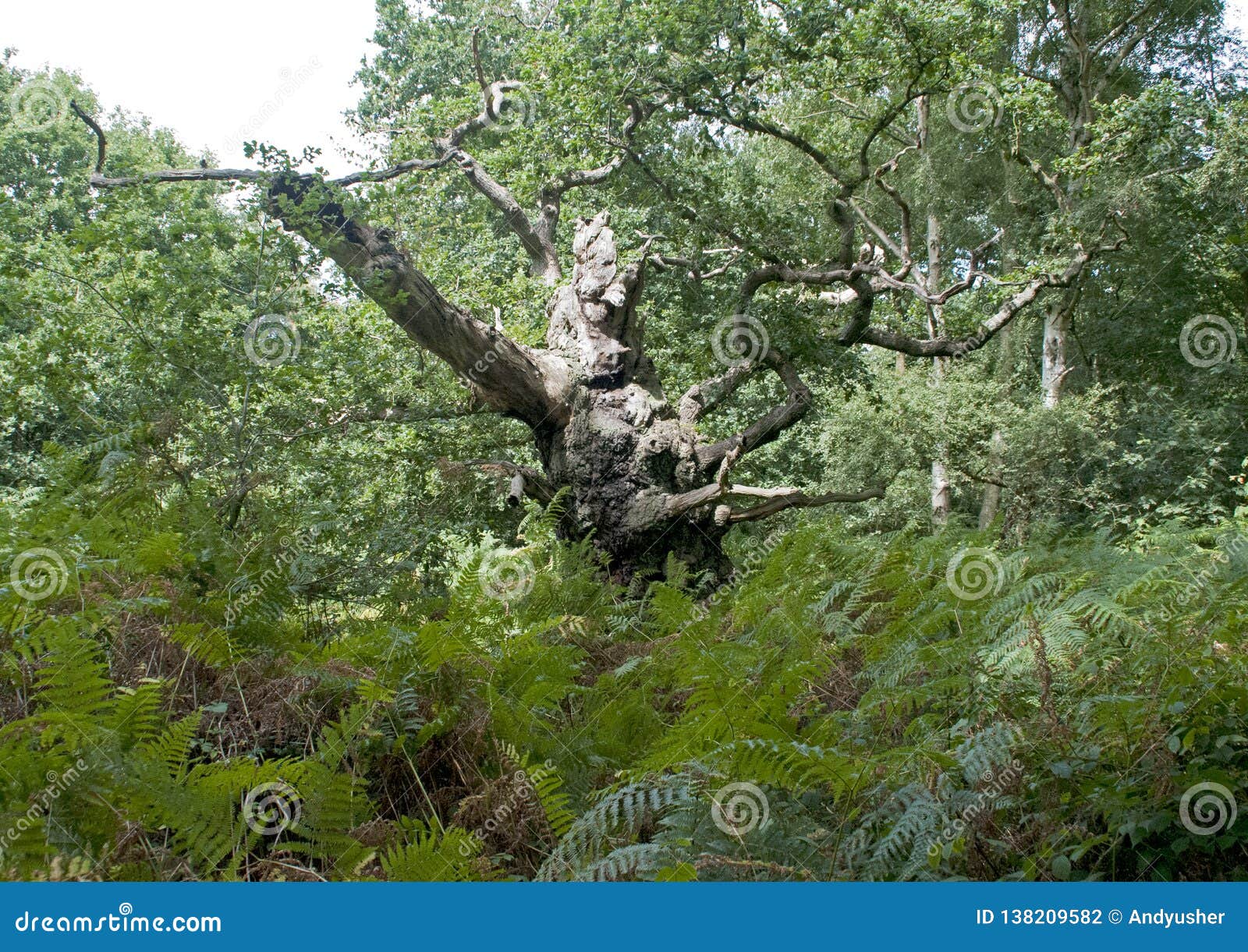 Forest and Woods Fauna and Plants Stock Photo - Image of trunk, water ...