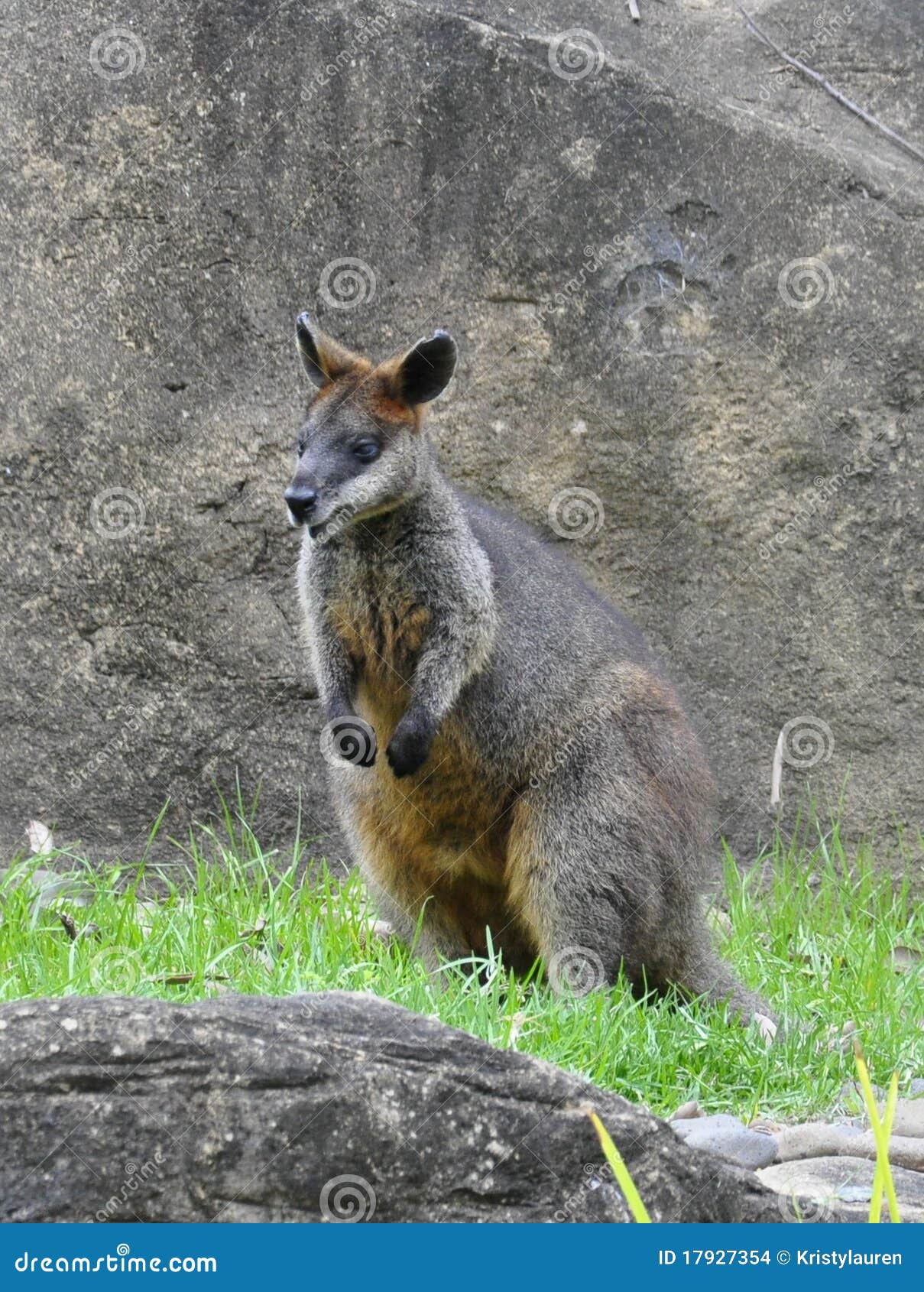 Faune Australienne - Wallaby De Marais Photo stock - Image du extérieur ...