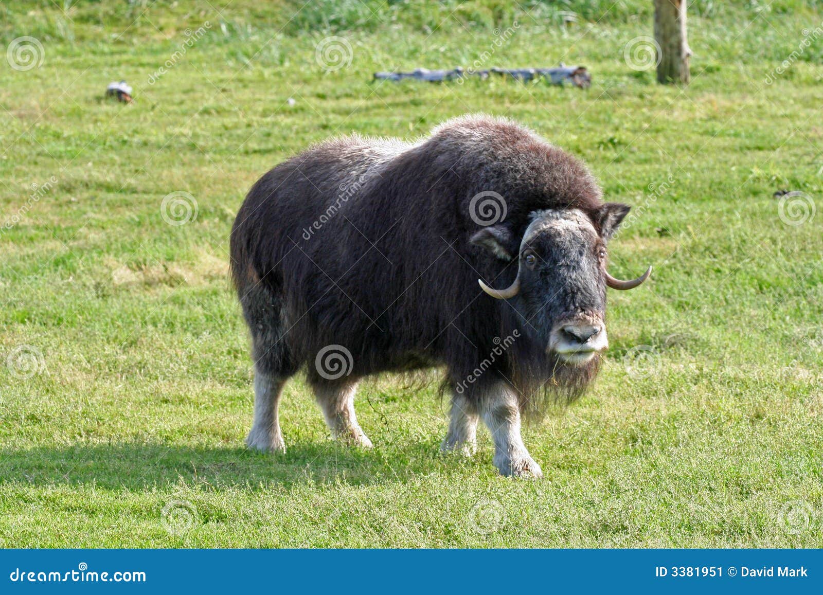Faune d'Alaska image stock. Image du alaska, musc, paysage - 3381951
