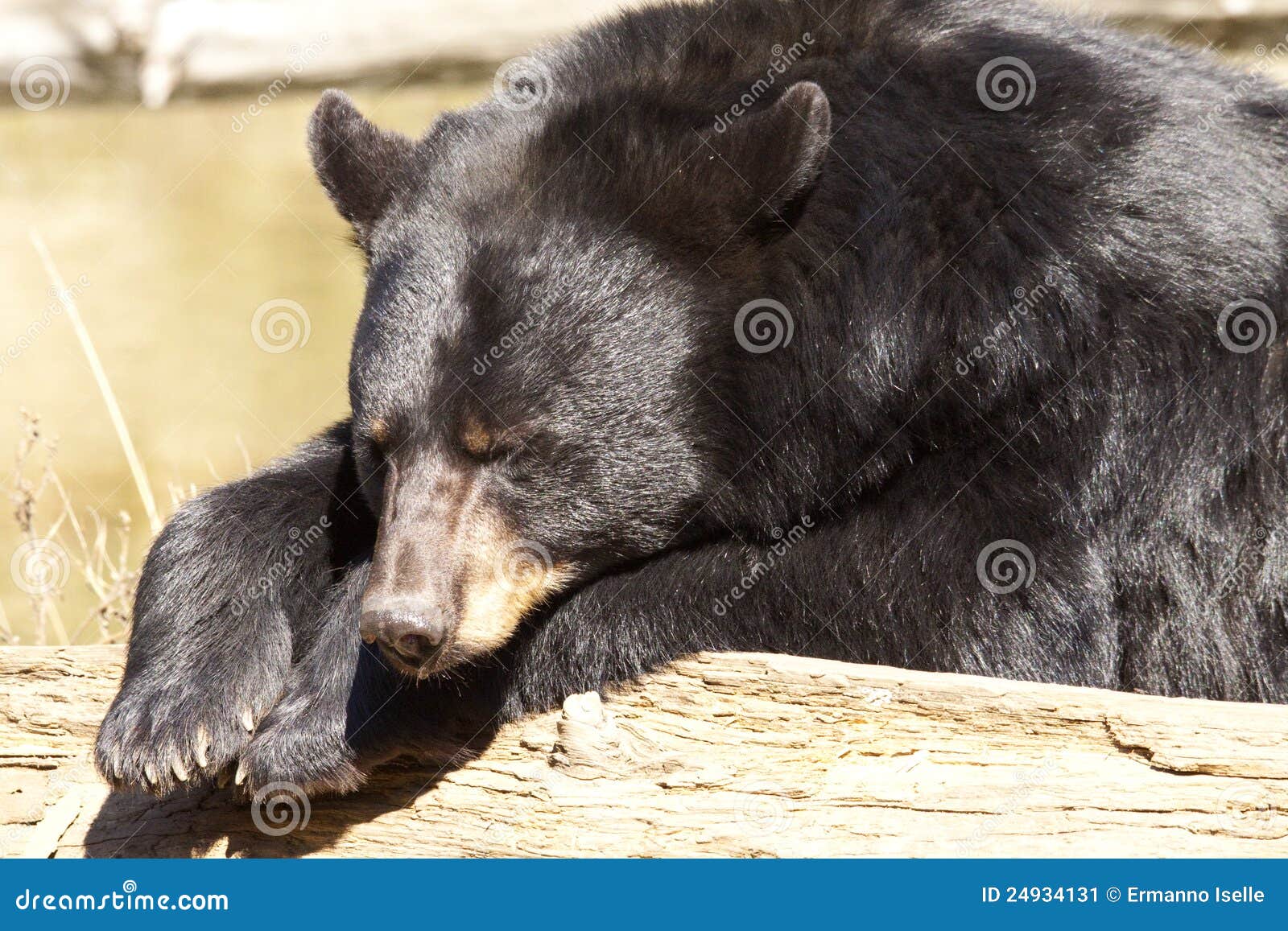 Faune du Canada image stock. Image du québec, mammifère - 24934131