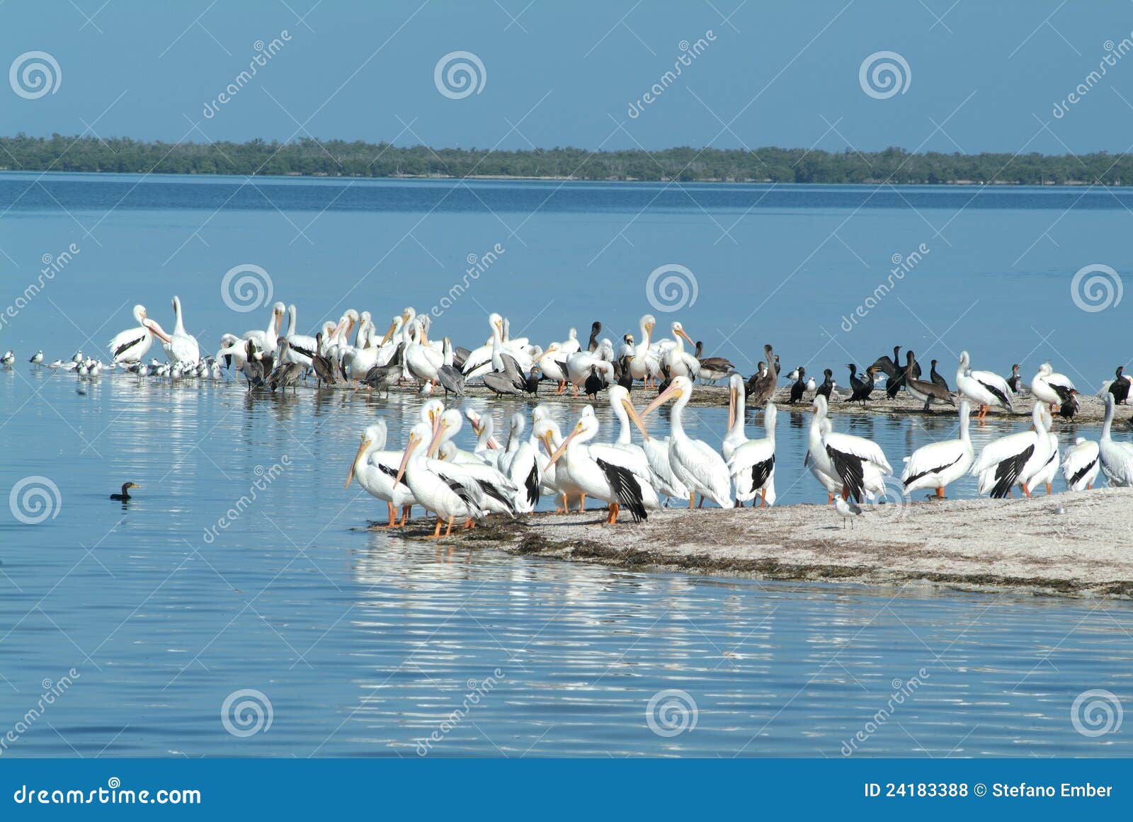 Faune Sur Isla De Los Pajaros, Mexique Photo stock - Image du faune ...
