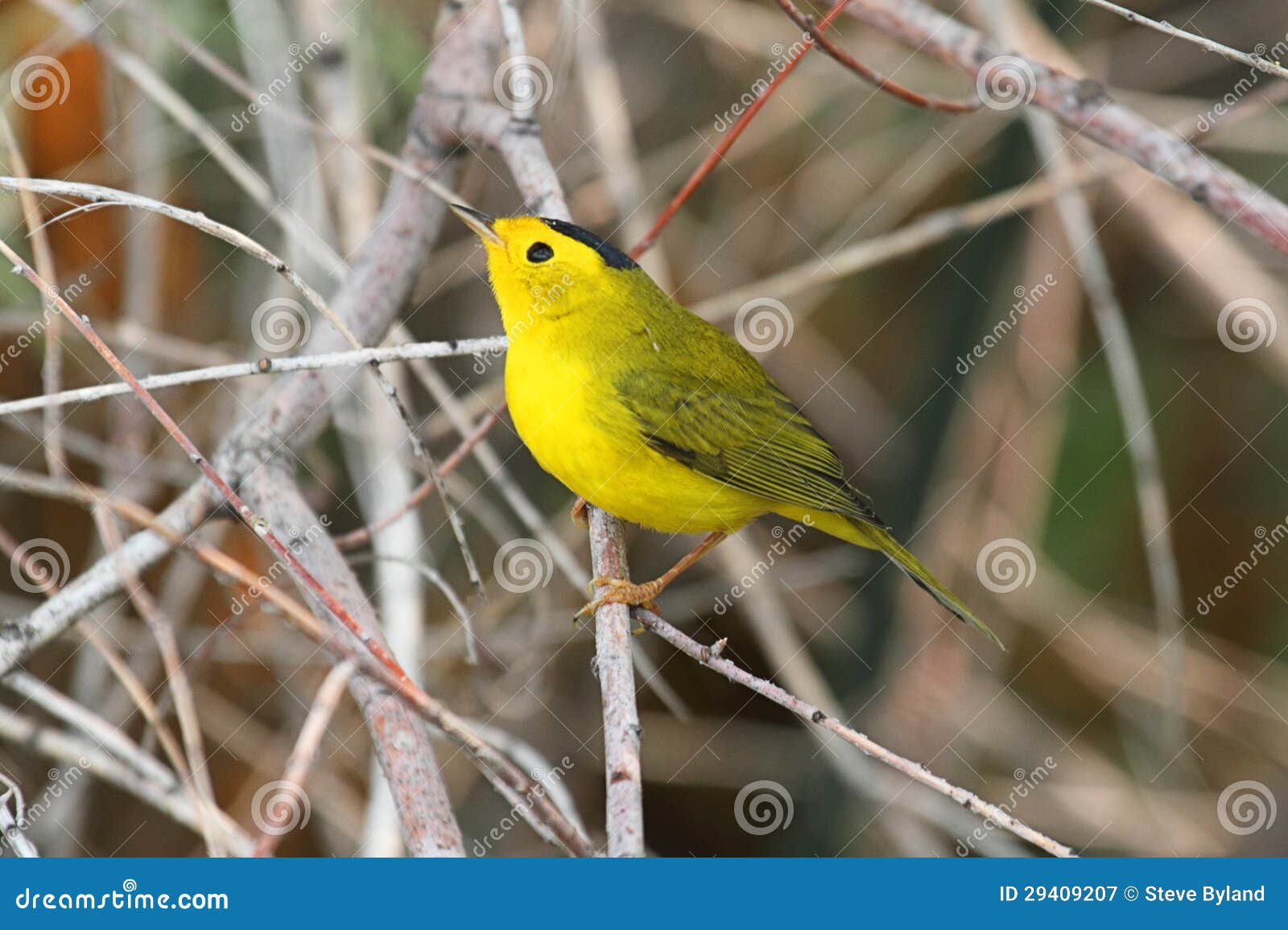 Fauvette De Wilsons (pusilla De Wilsonia) Image stock - Image du coloré ...