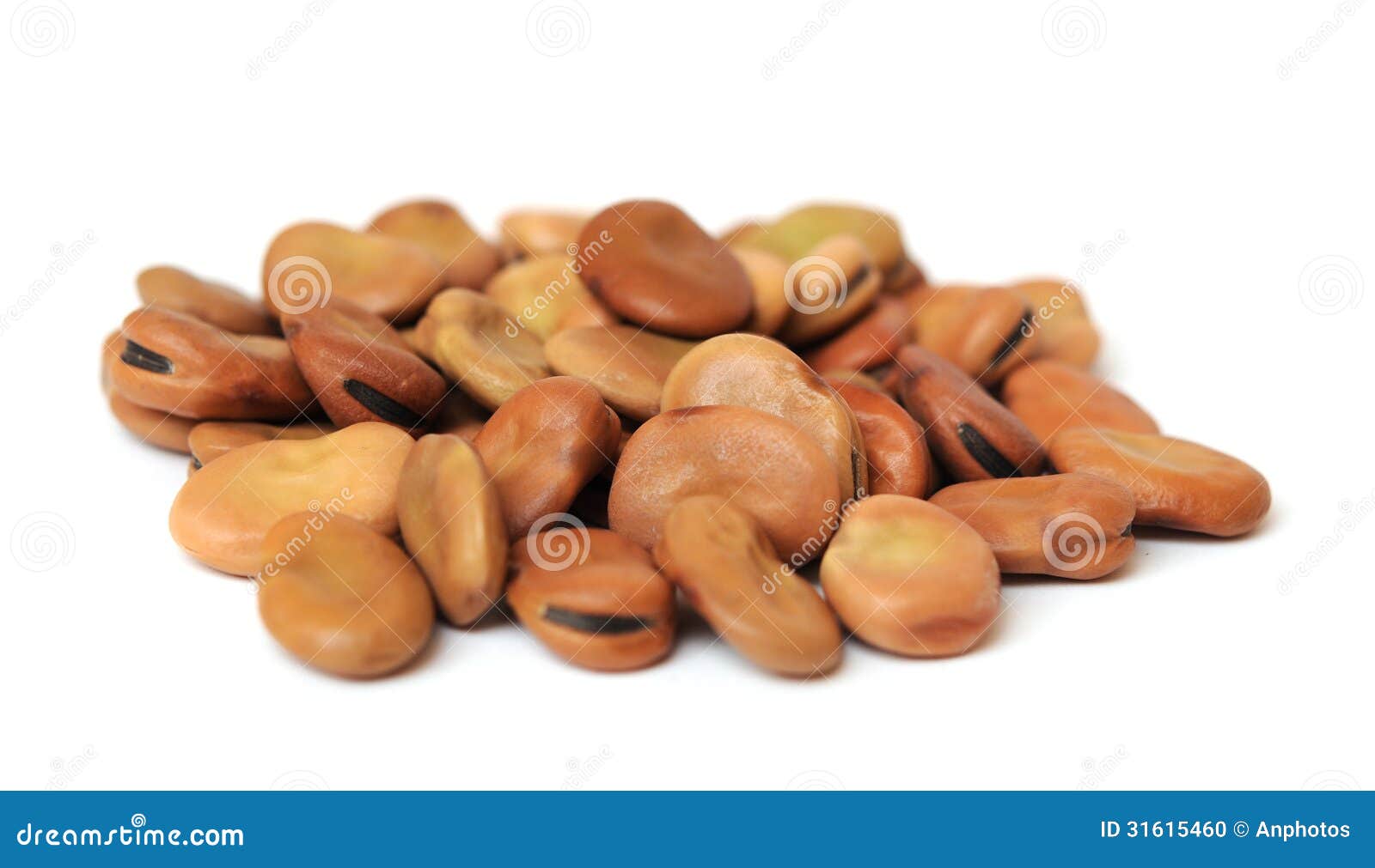 Fava bean stock photo. Image of grain, edible, healthy - 31615460