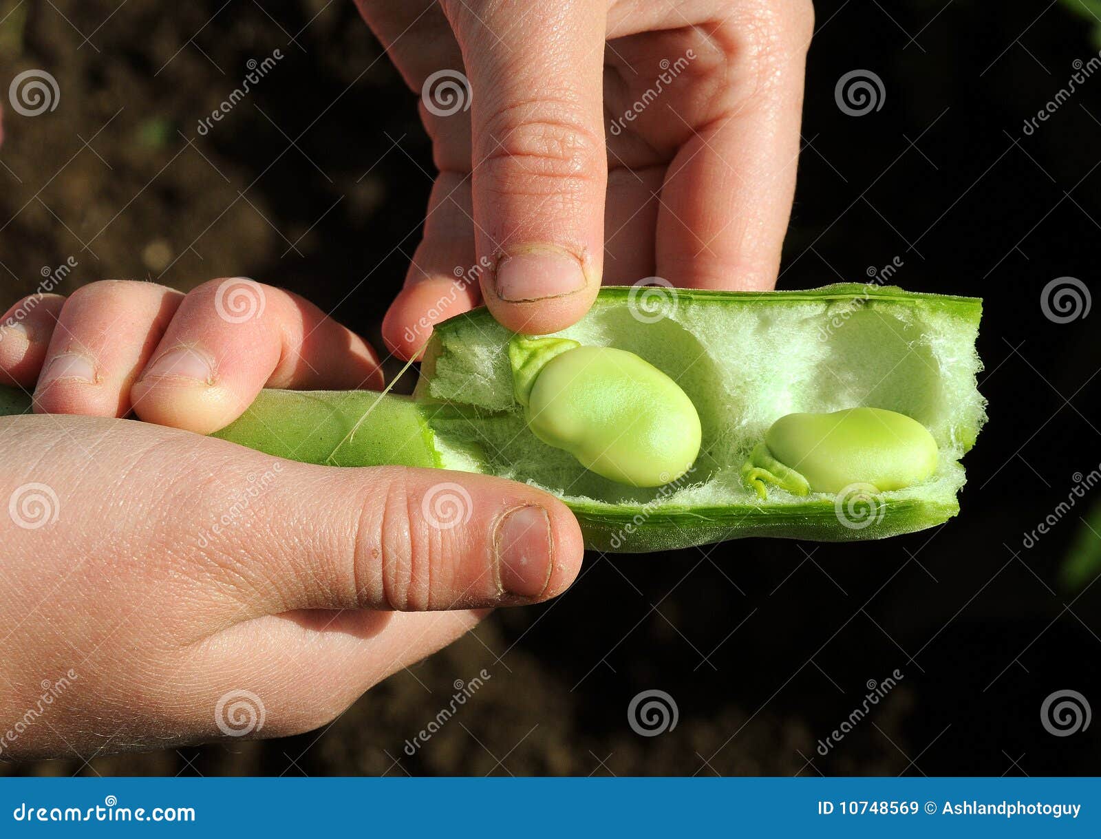 Fava Bean Opened and in Hand Stock Image - Image of horse, fresh: 10748569