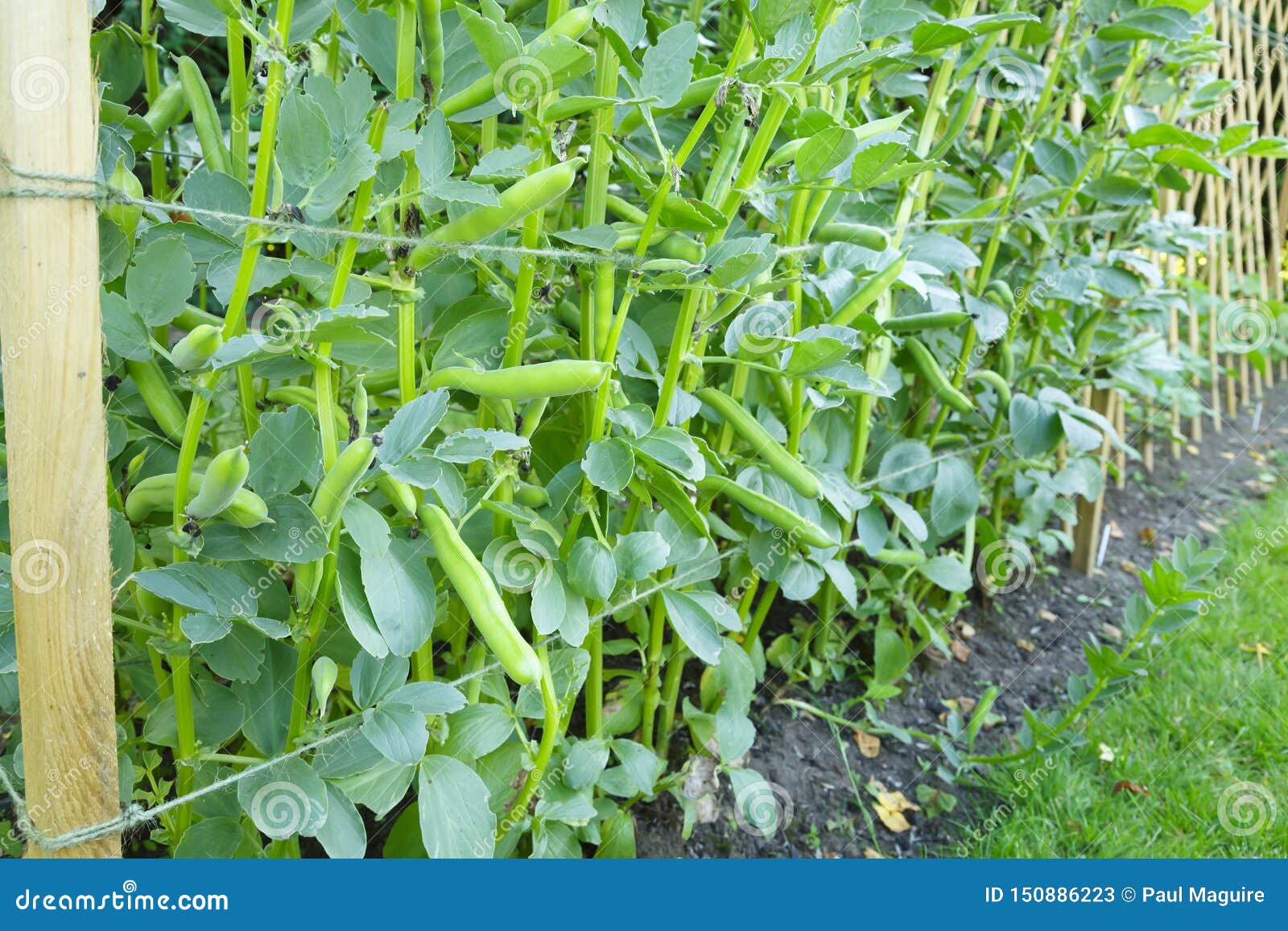 Fava bean plants stock image. Image of lines, agricultural - 150886223