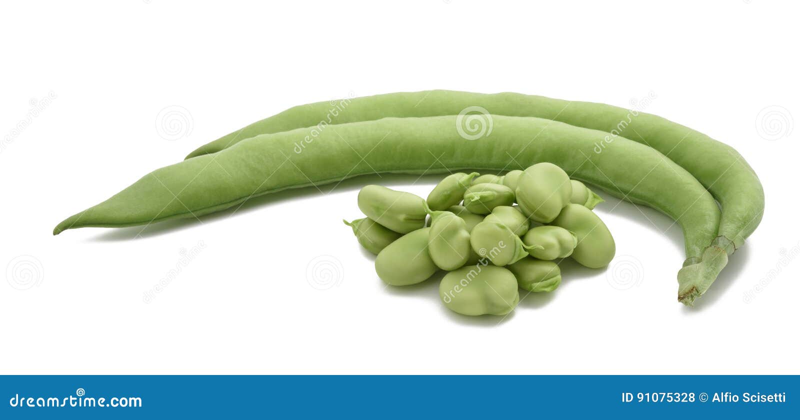 Fava bean Vicia faba stock photo. Image of isolated, legume - 91075328