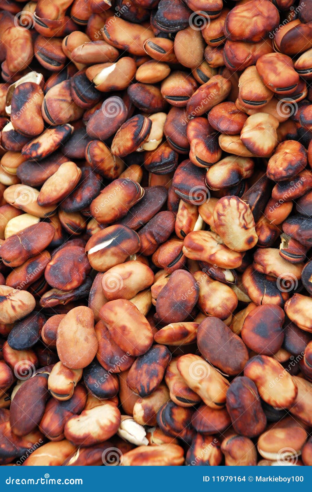 Fava Beans stock photo. Image of shells, health, market - 11979164