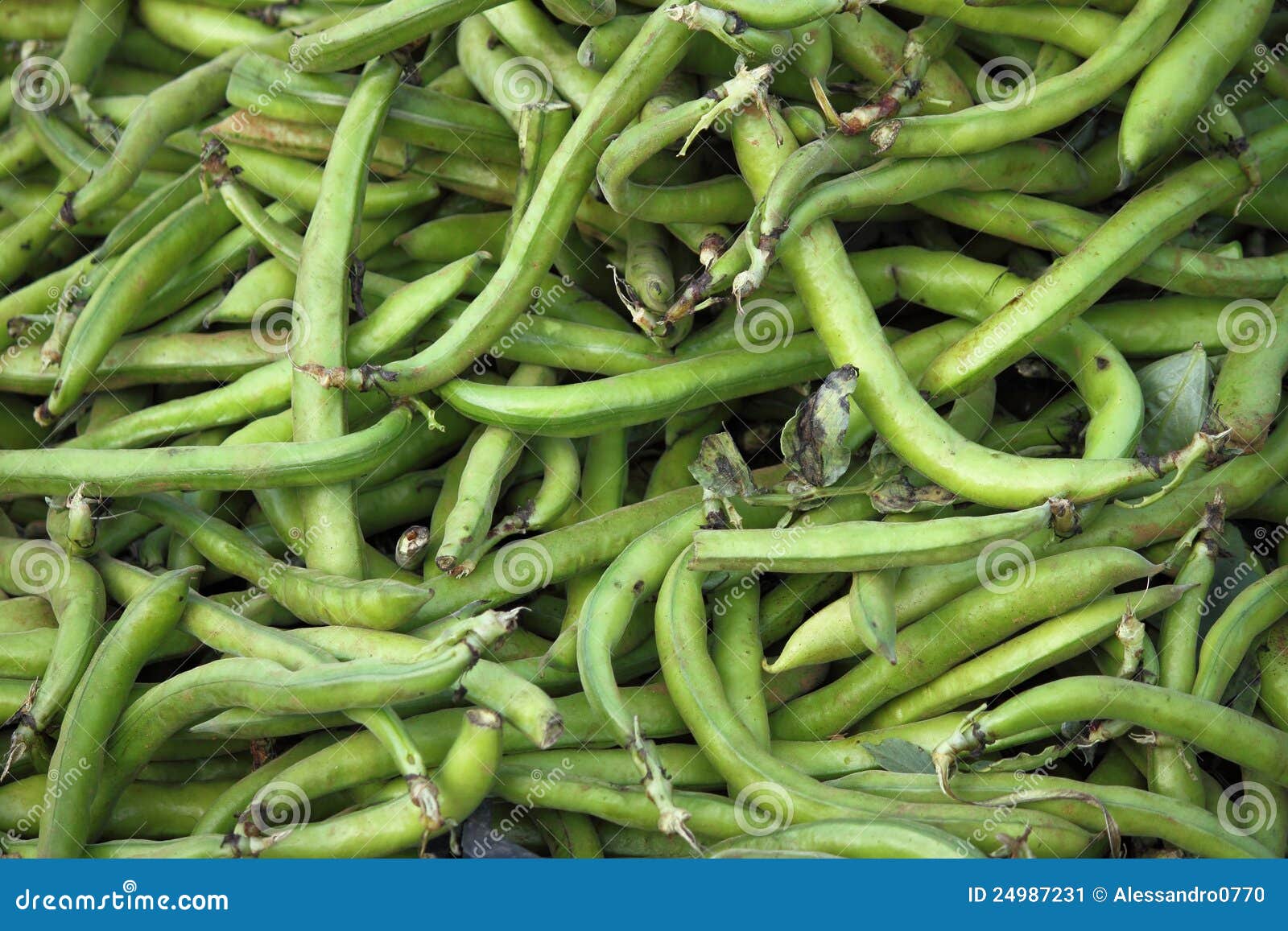 Fava beans stock image. Image of farm, case, fava, delicious - 24987231