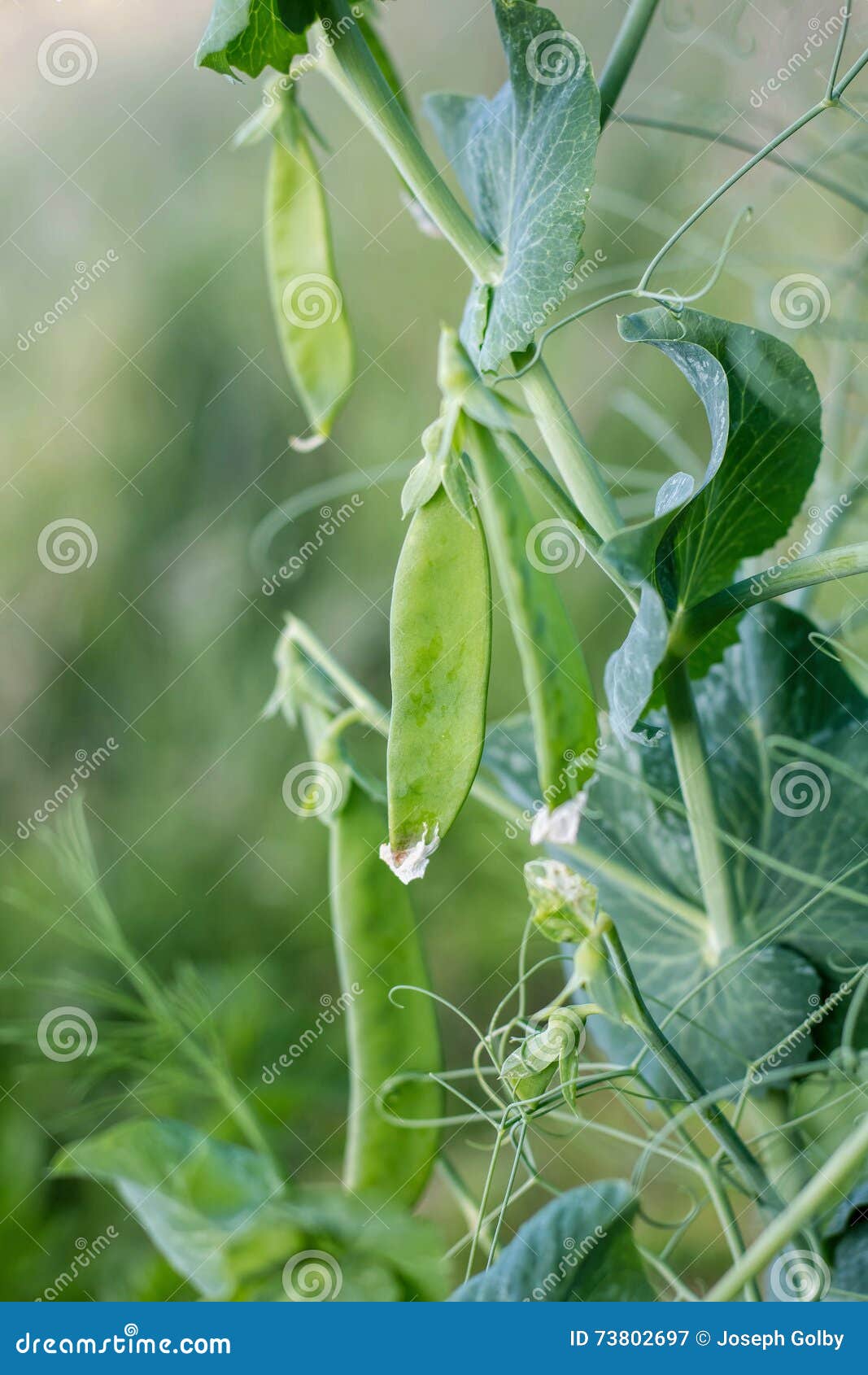Fava Beans Broad Beans Growing in Home Vegetable Garden Stock Image ...