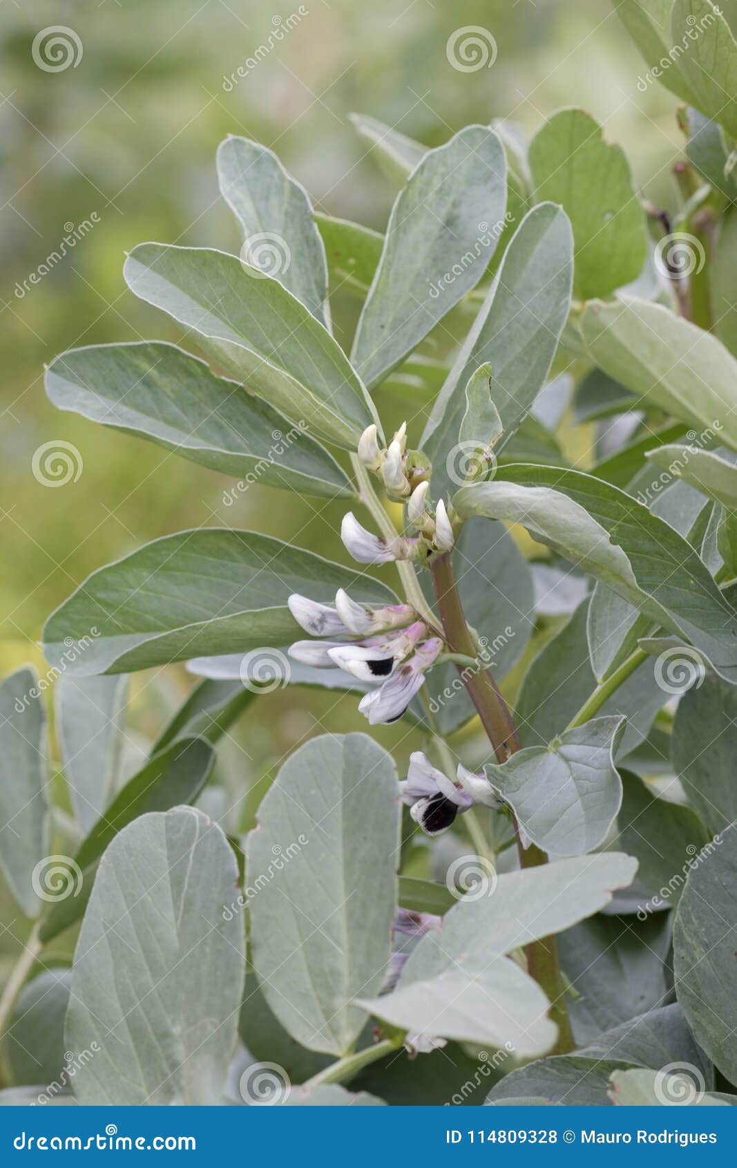 Fava beans flower plant. stock photo. Image of white - 114809328