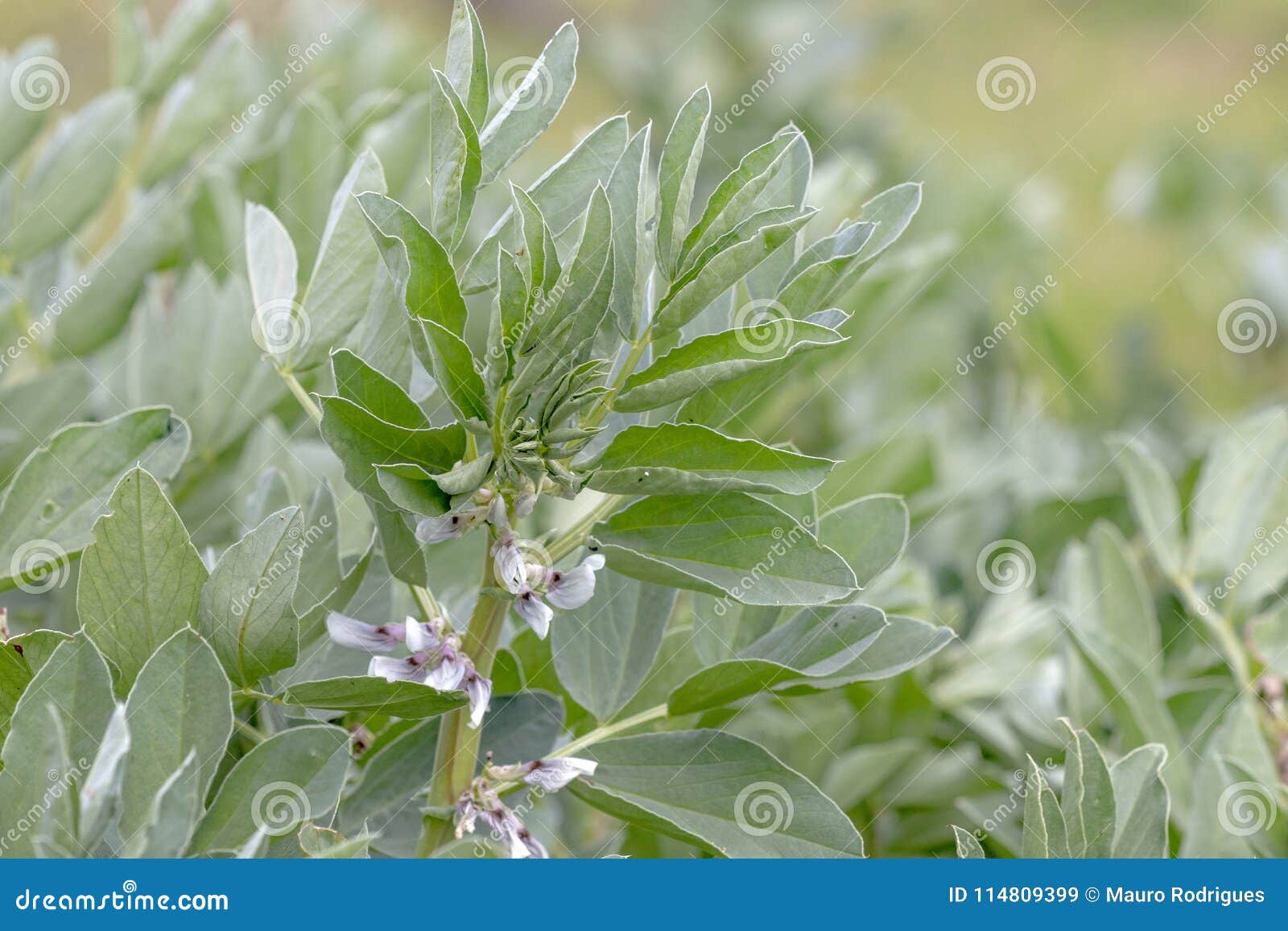 Fava beans flower plant. stock image. Image of green - 114809399