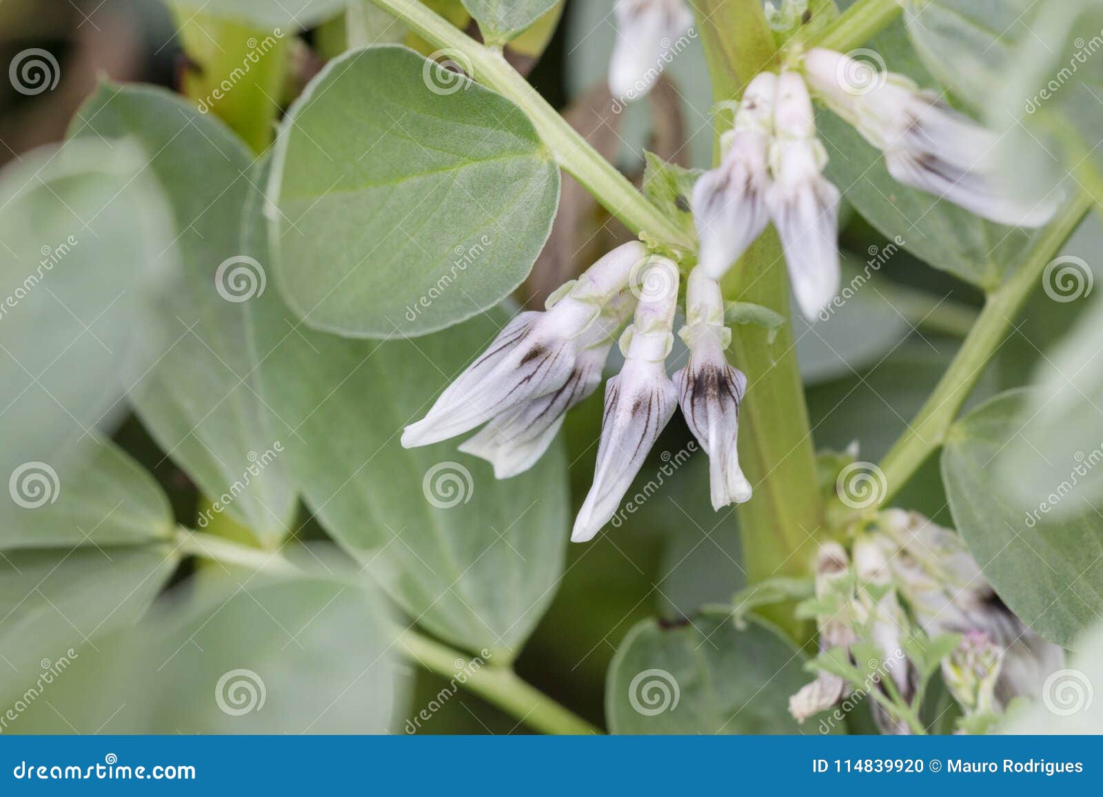 Fava beans flower plant. stock photo. Image of foliage - 114839920