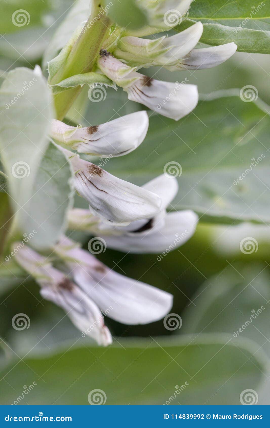 Fava beans flower plant. stock photo. Image of white - 114839992