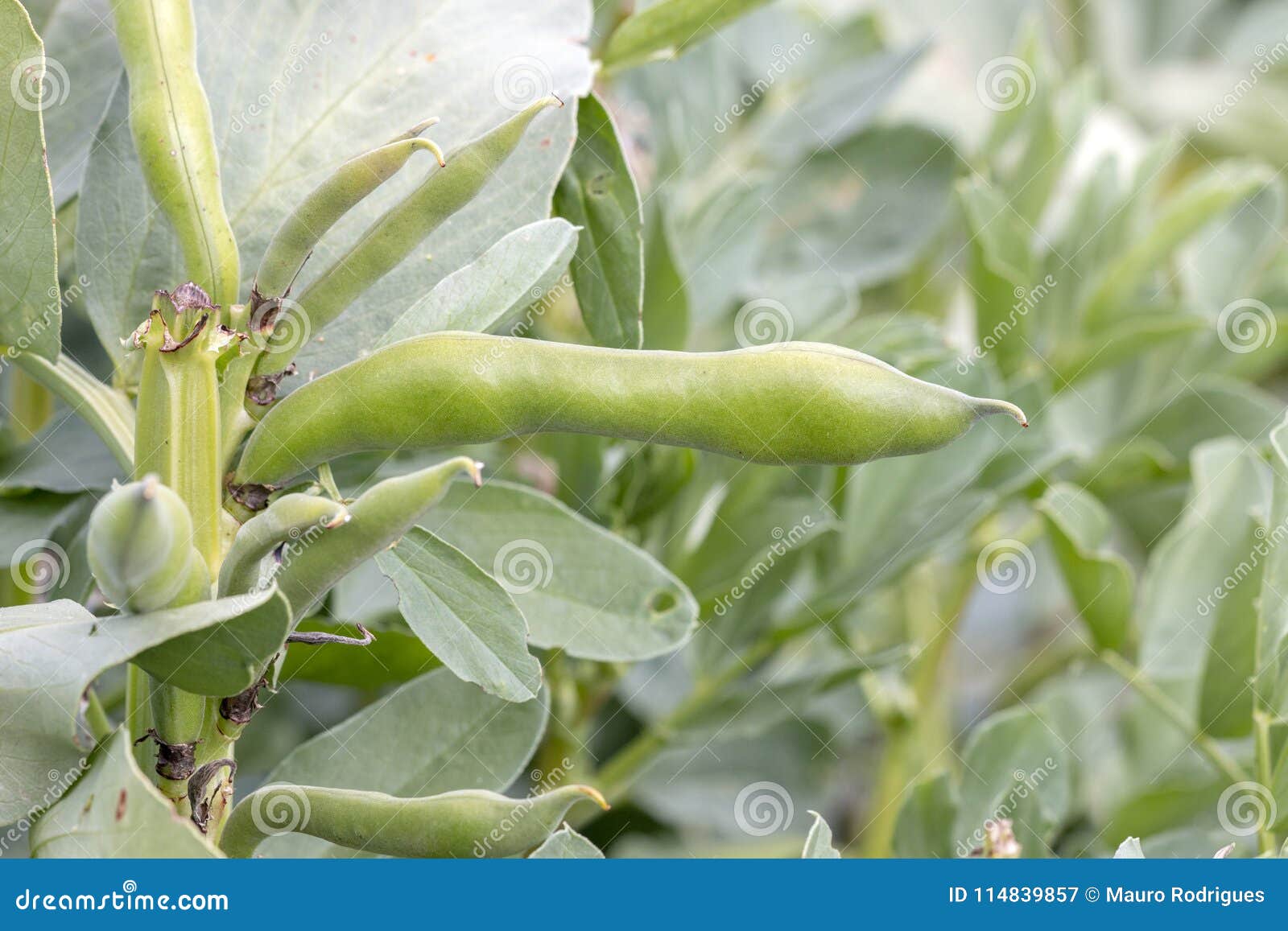 Fava beans plant. stock image. Image of garden, bean - 114839857