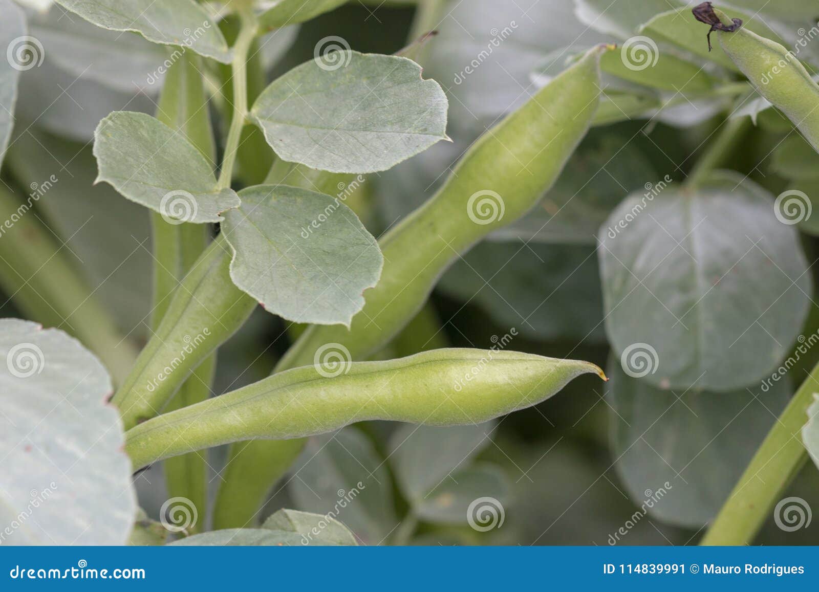 Fava beans plant. stock image. Image of bean, petal - 114839991