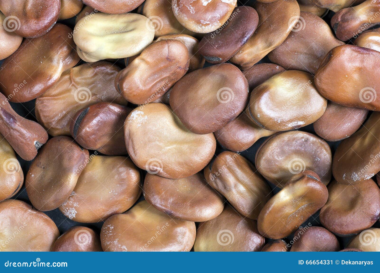 Fava beans,Vicia faba stock image. Image of legume, vegetable - 66654331