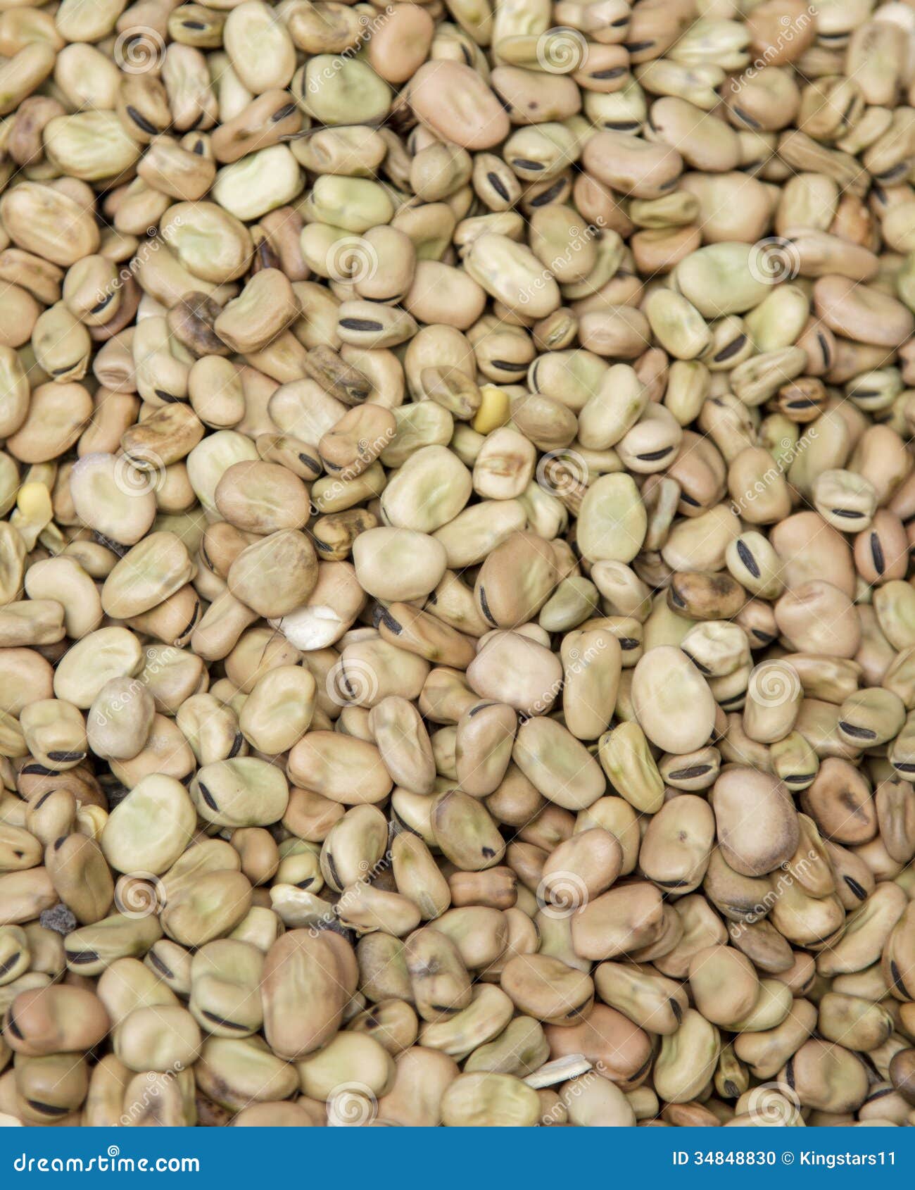 Vicia Faba Broad Bean, Fava Bean, Or Faba Bean, Cover Crop Horse Bean ...