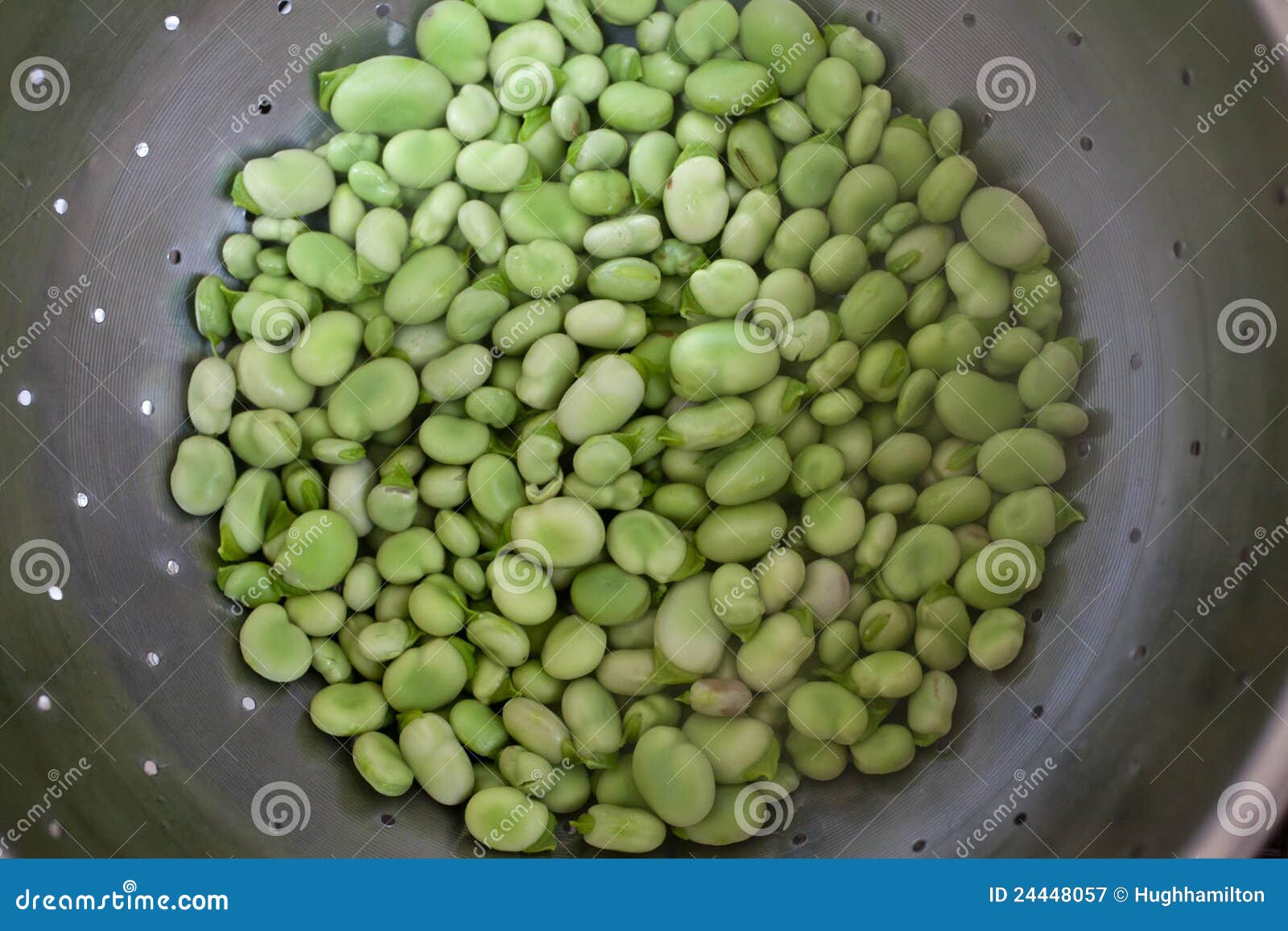 Fava Bohnen stockbild. Bild von bohnen, grün, frühling - 24448057