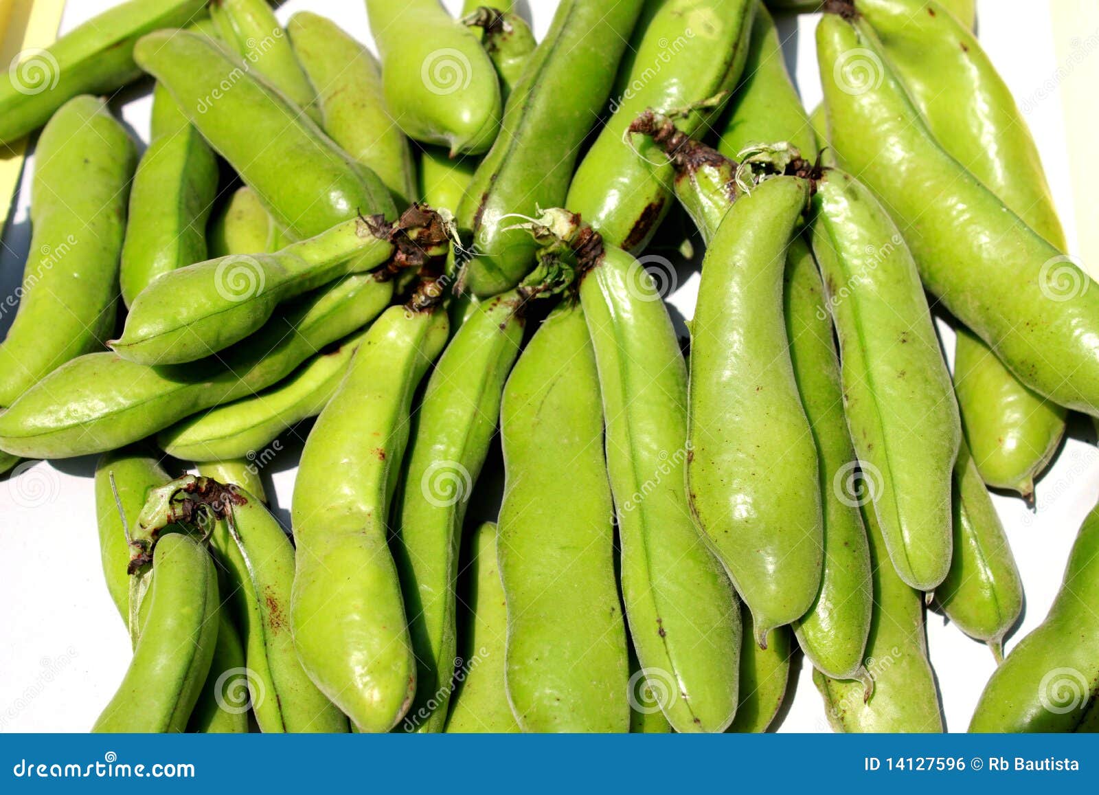 Fava or Broad beans stock photo. Image of healthy, grass - 14127596