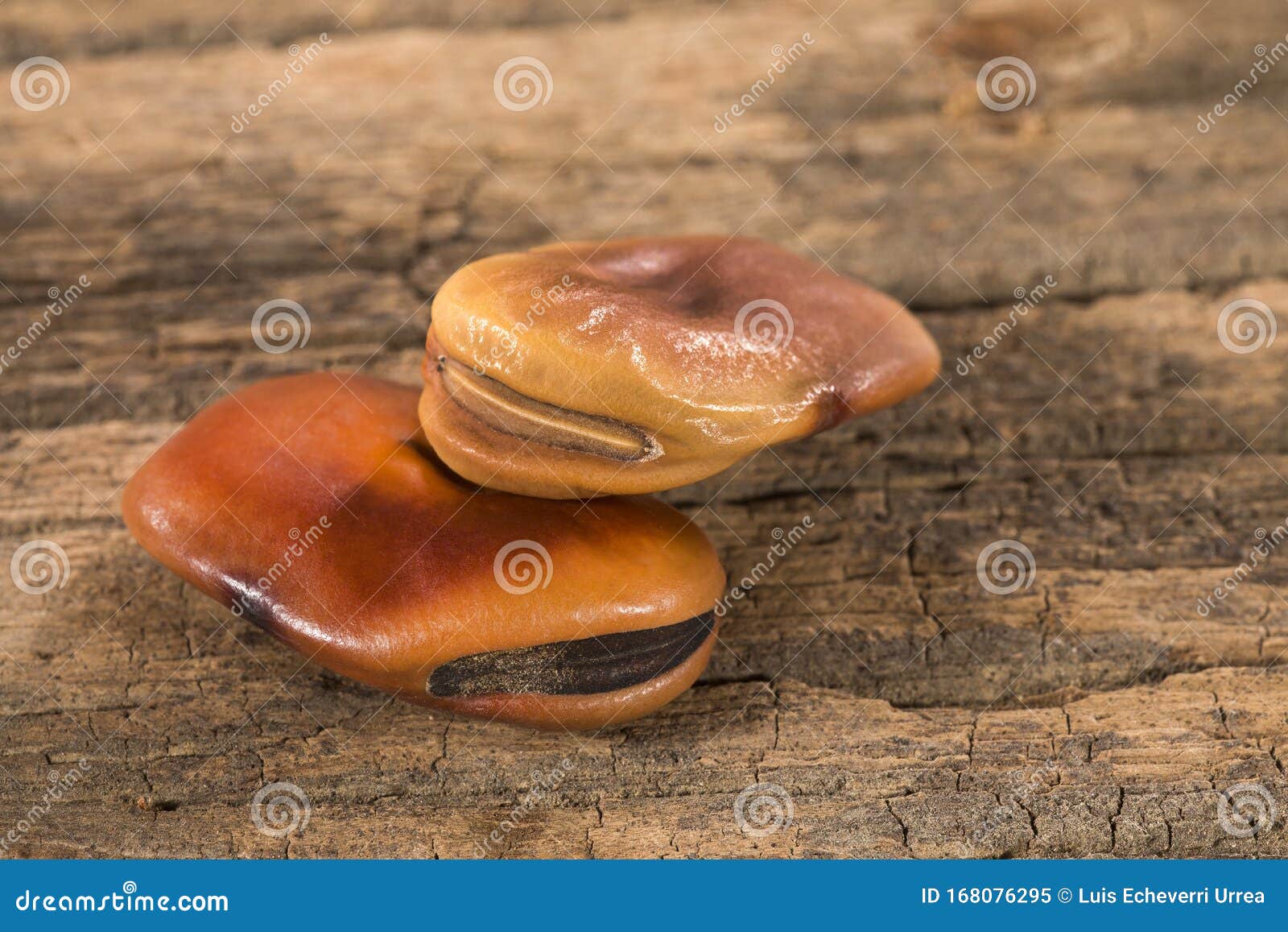 Fava Brown Dried Beans - Vicia Faba L Stock Image - Image of healthy ...