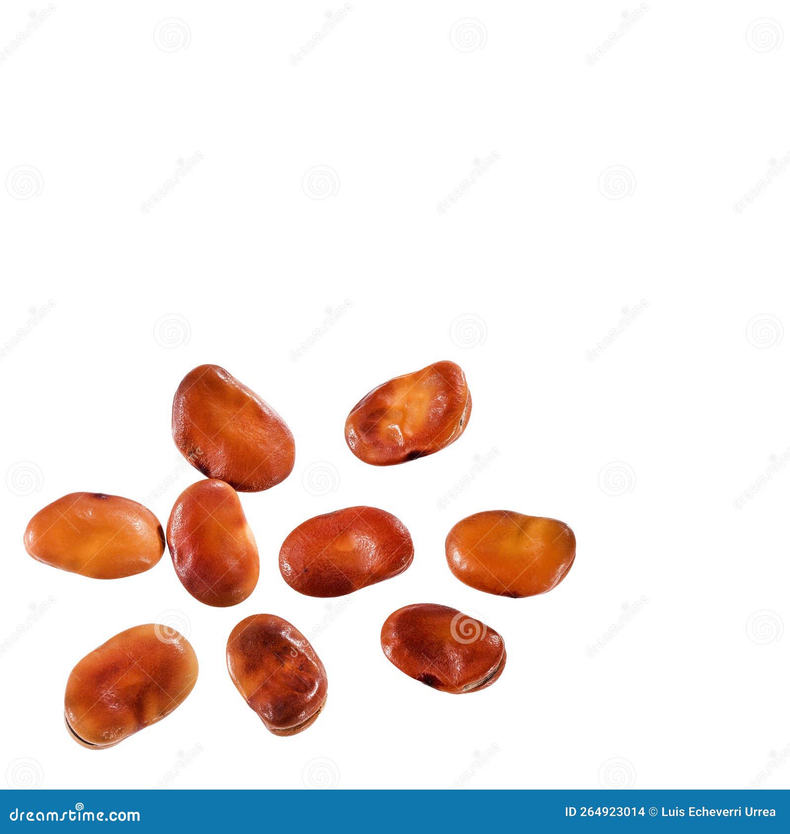 Fava Brown Dried Beans - Vicia Faba L Stock Photo - Image of fava, faba ...