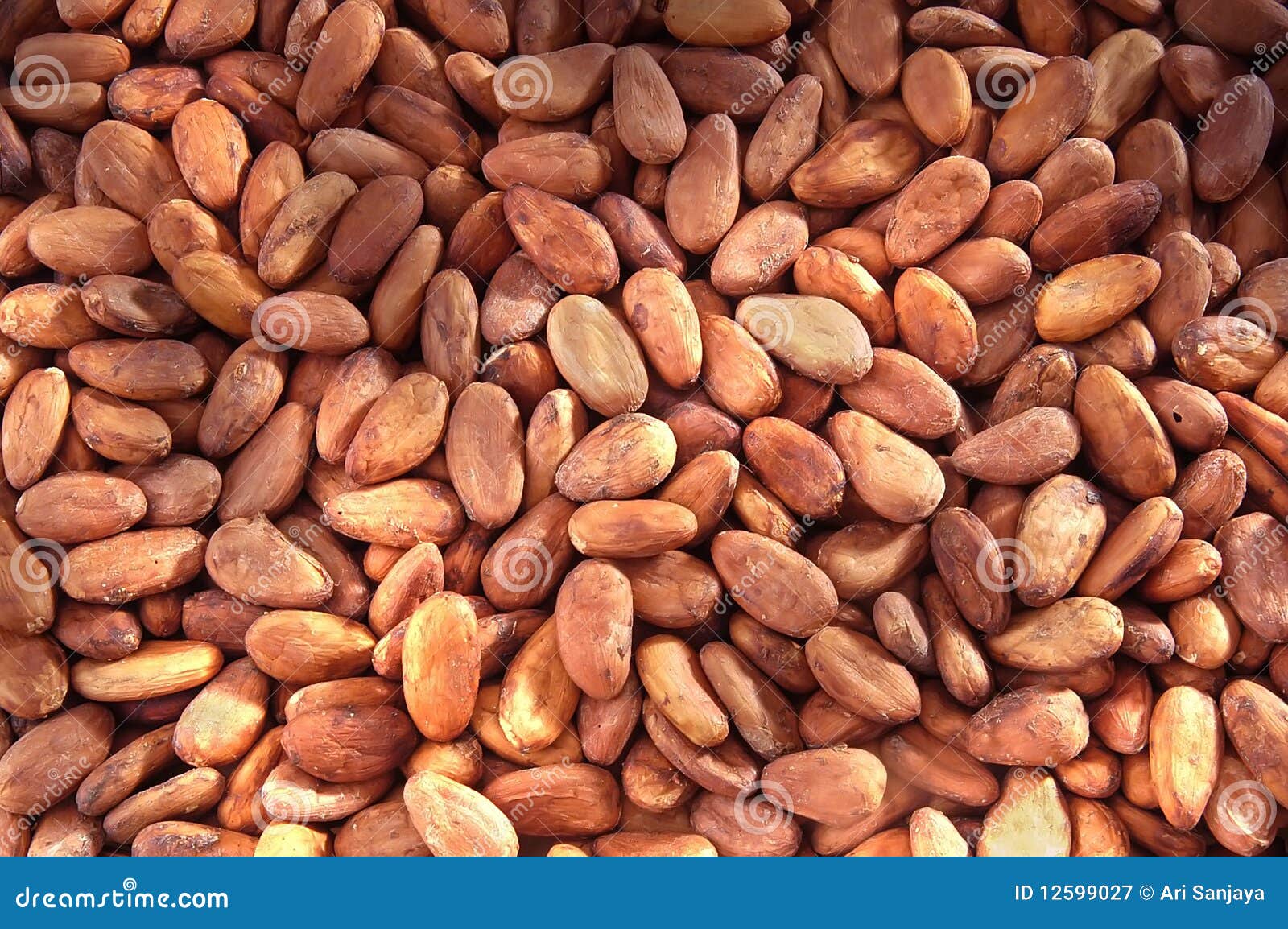 Fava di cacao immagine stock. Immagine di industria, marrone - 12599027