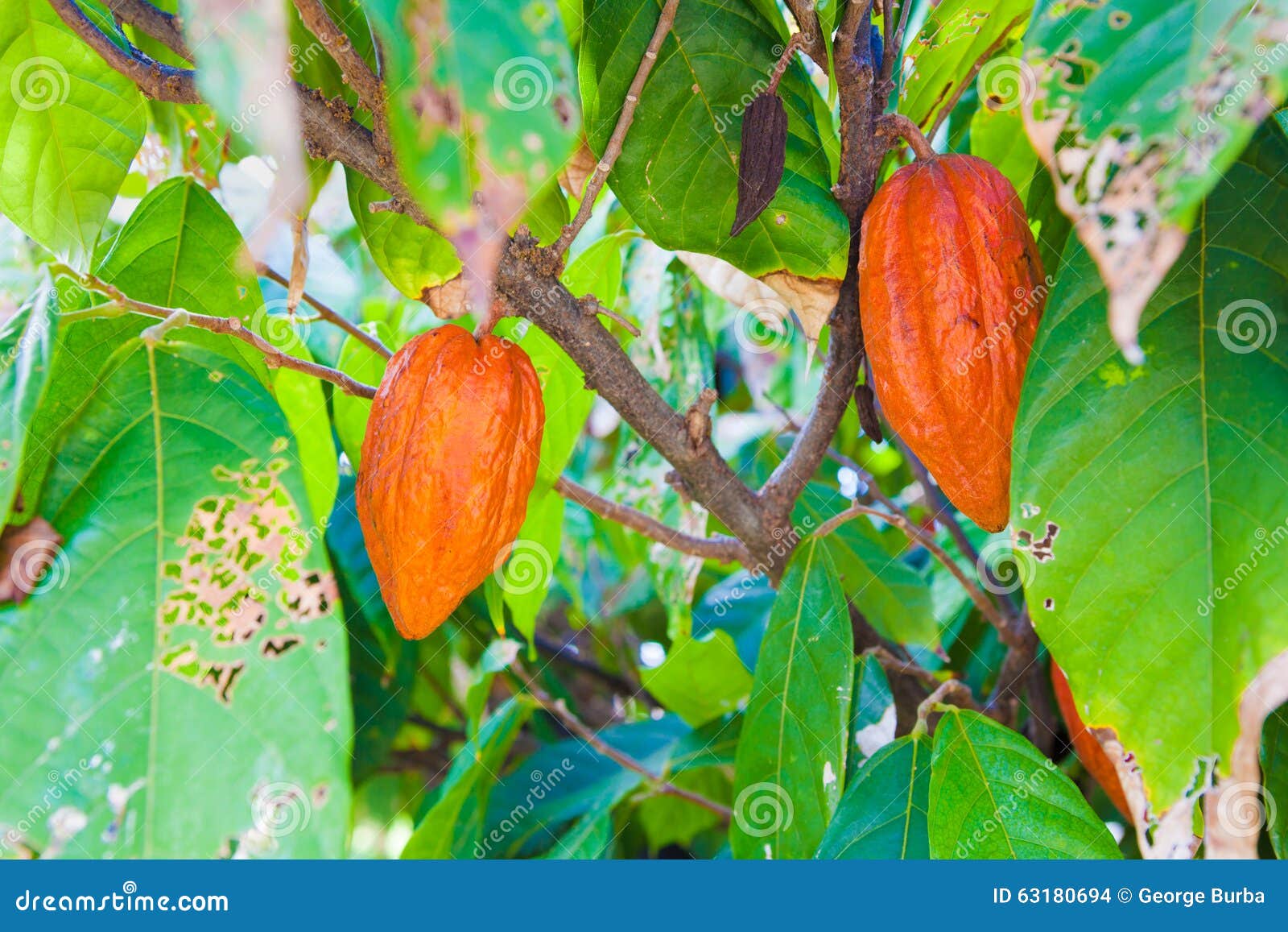 Fava Di Cacao in Frutta Sull'albero Fotografia Stock - Immagine di ...