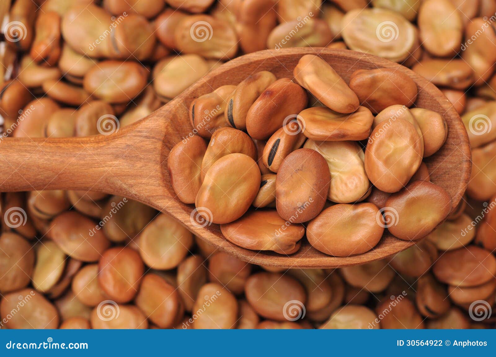 Fava fasola zdjęcie stock. Obraz złożonej z jedzenie - 30564922